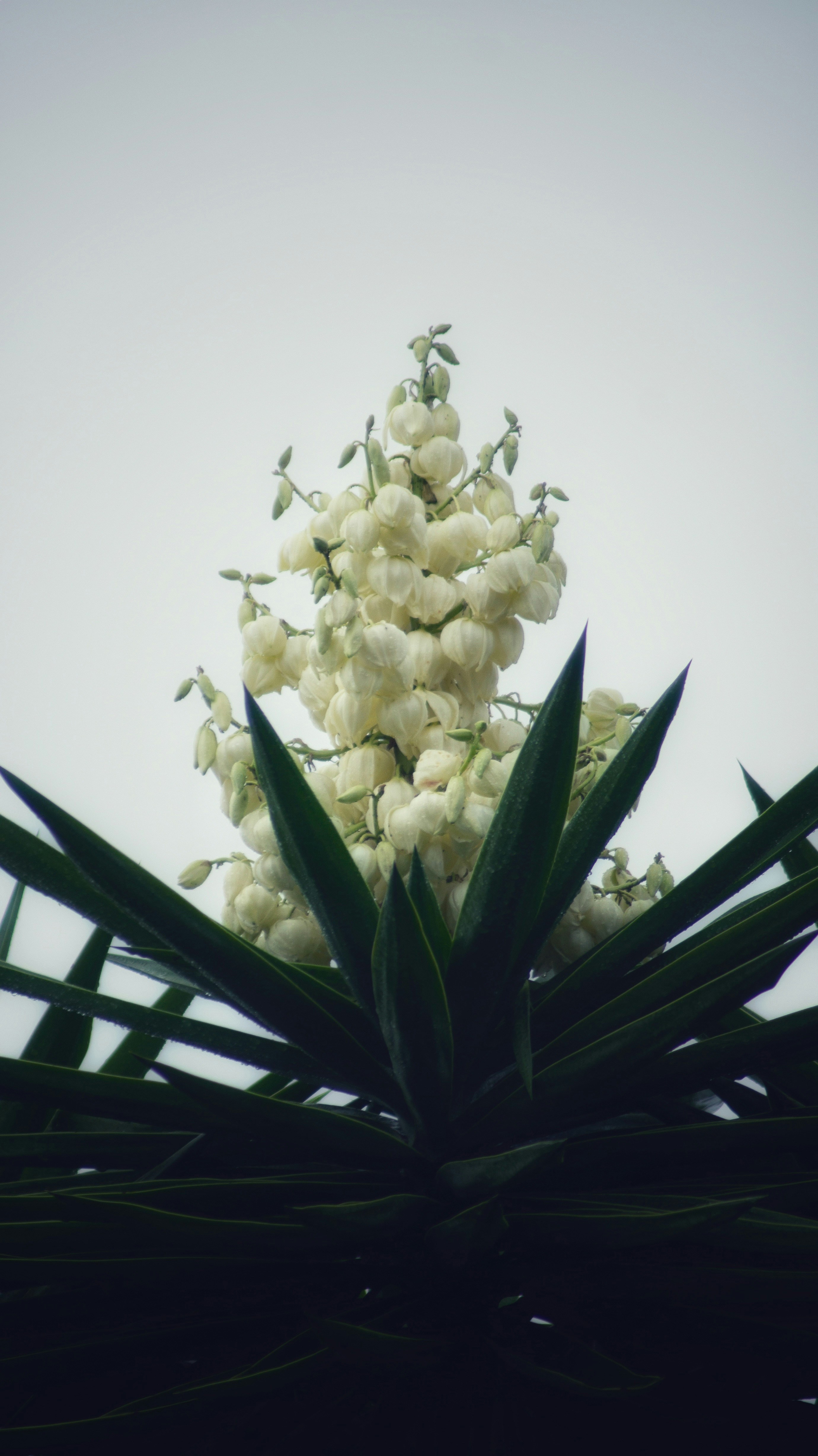 Desert Bloom: White Lily Necklace Rising Over Dark Succulents