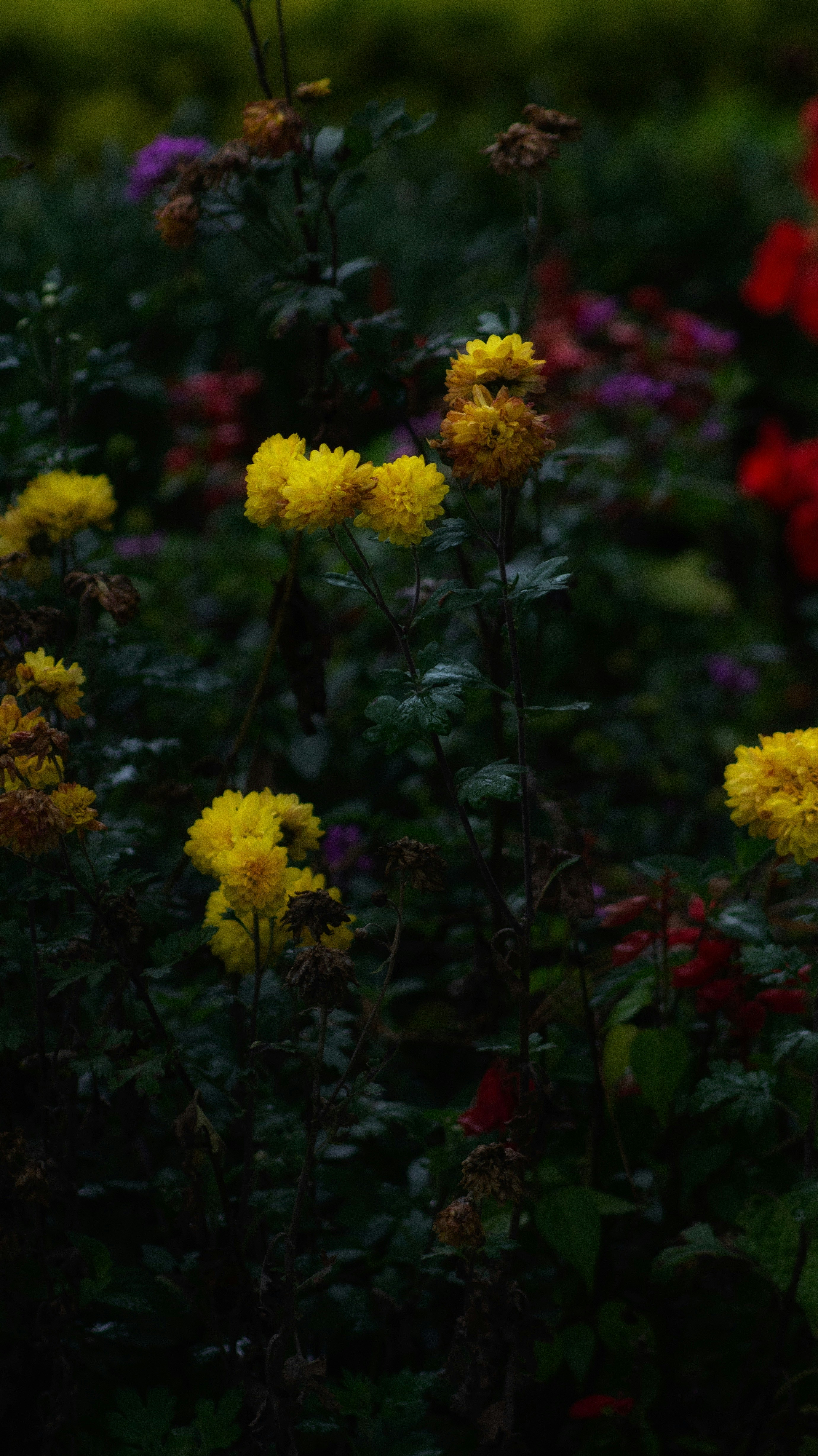 Golden Marigolds Catch a Velvet Night in the Garden