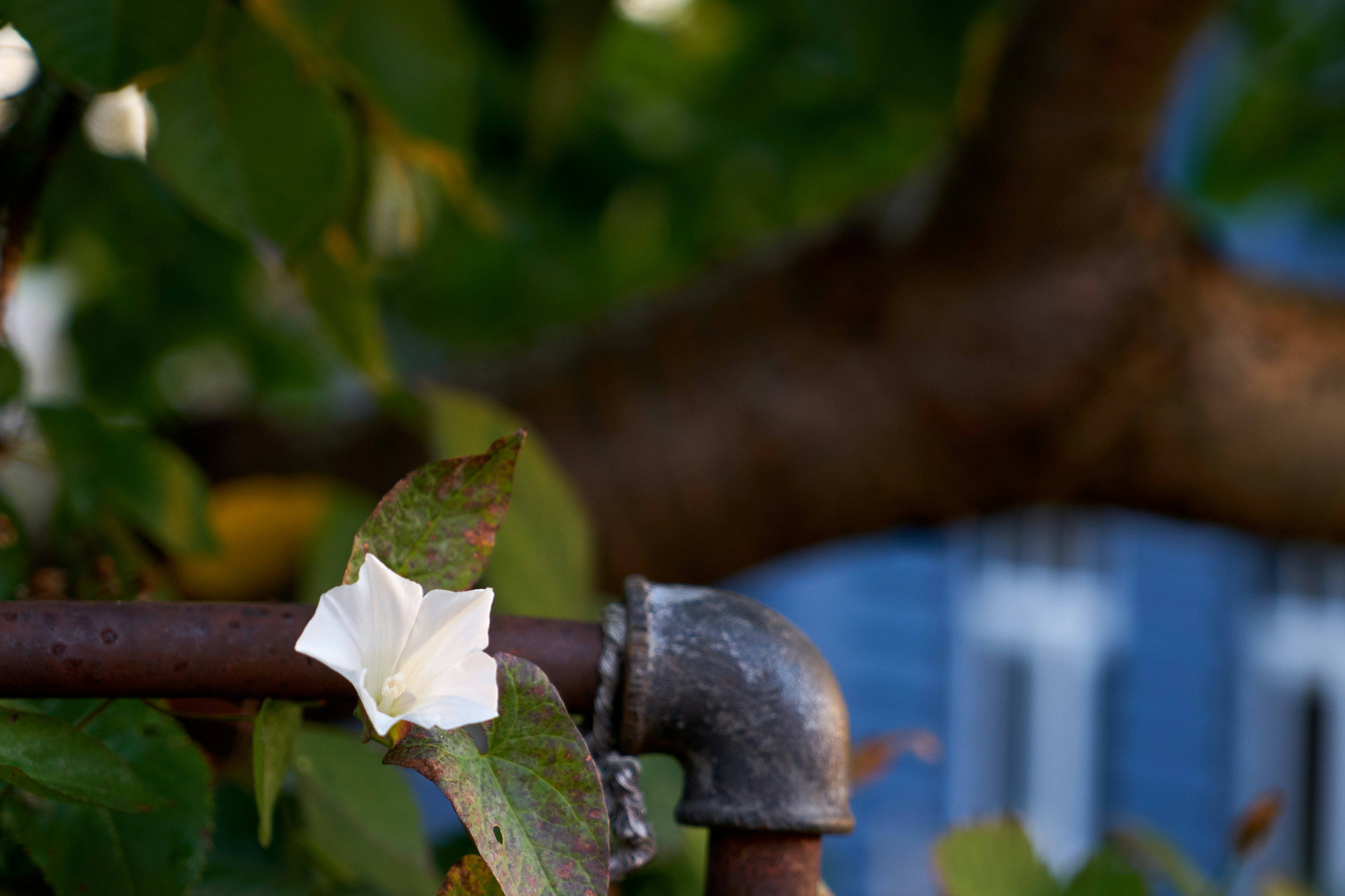 White blossom clinging to a weathered pipe beneath green leaves