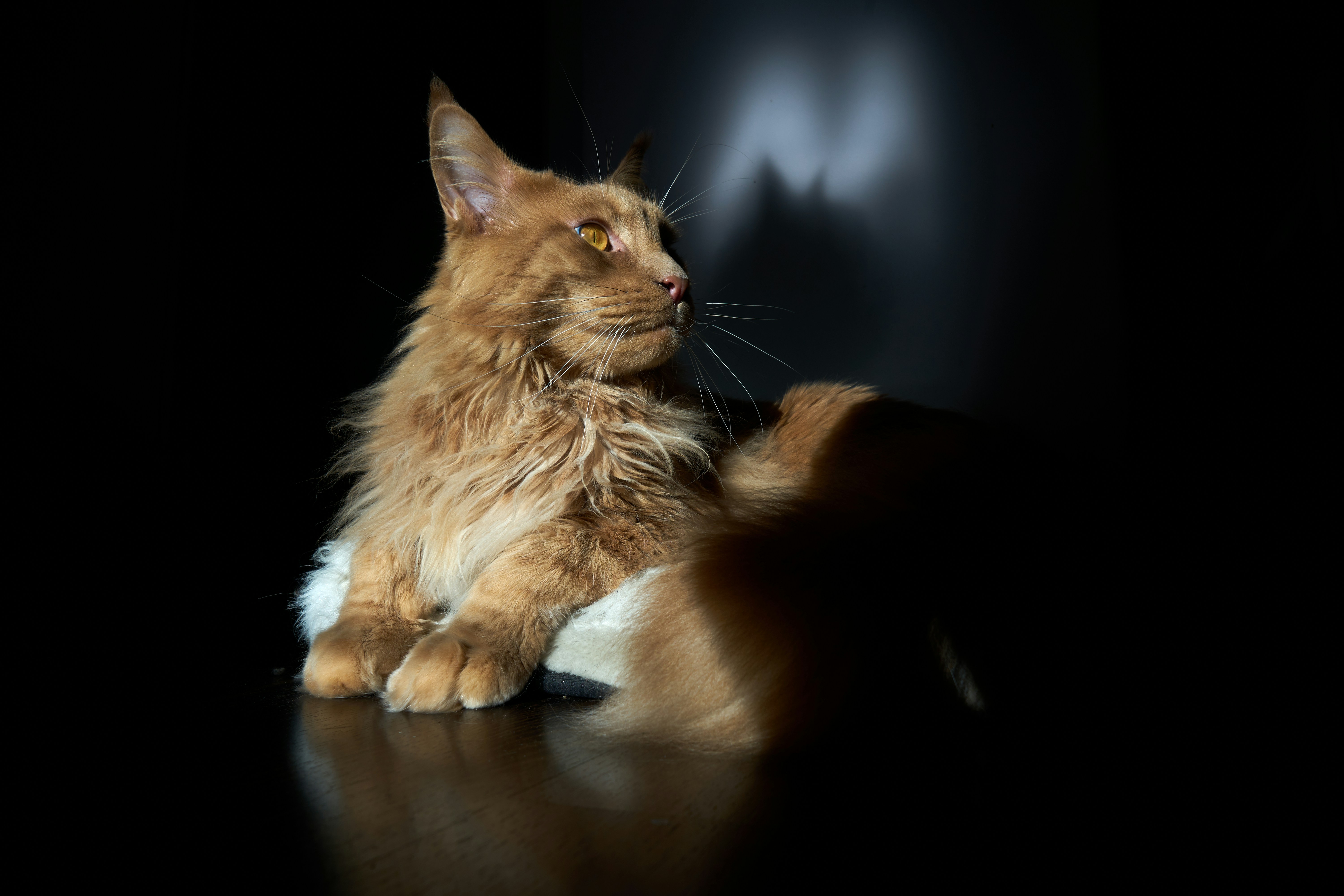 A majestic ginger cat reclines in low light, its fur illuminated against a dark backdrop, casting intriguing shadows.