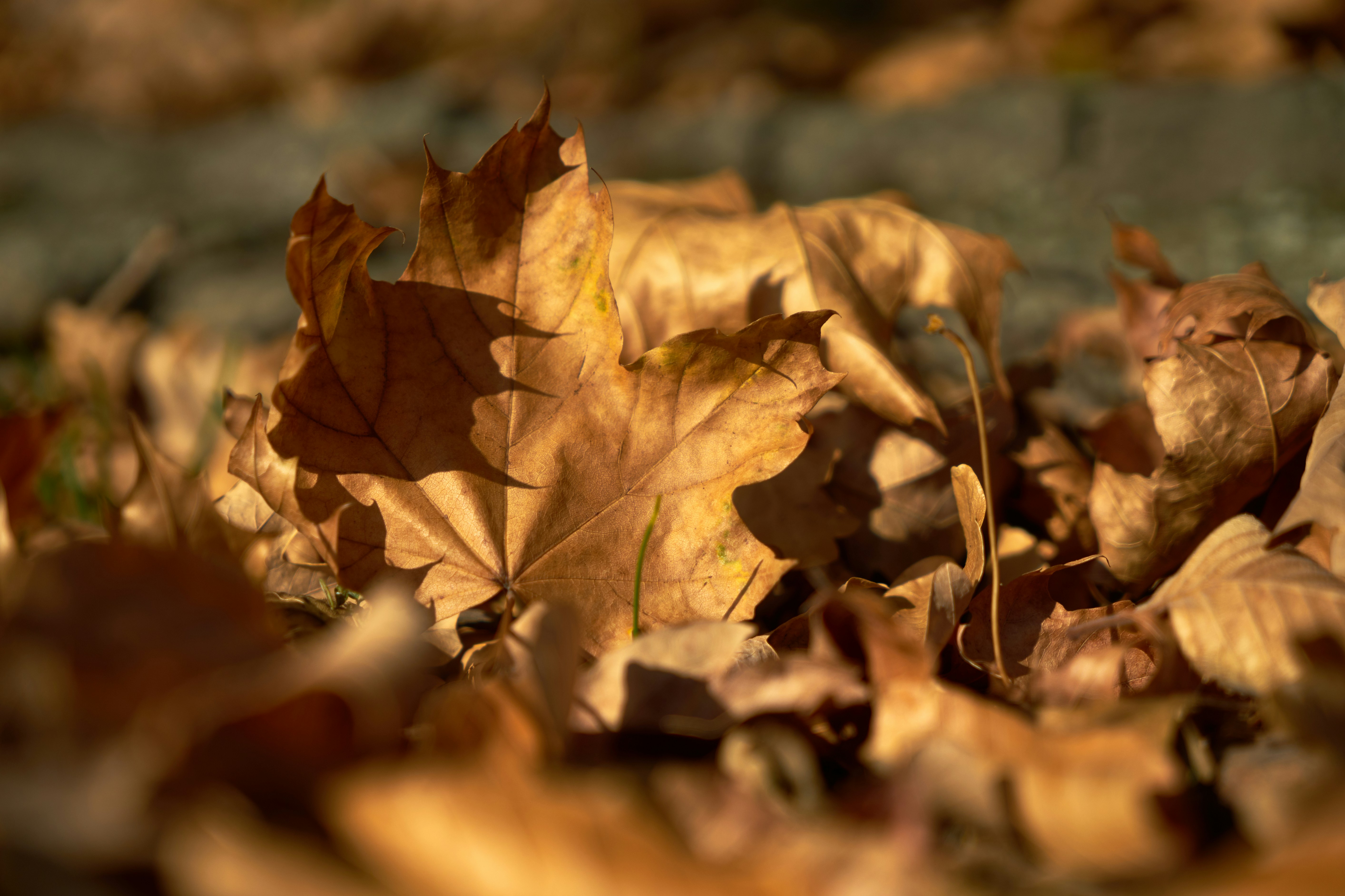 Golden maple leaves scattered on the forest floor, illuminated by soft sunlight. The intricate textures and colors highlight the beauty of the season.