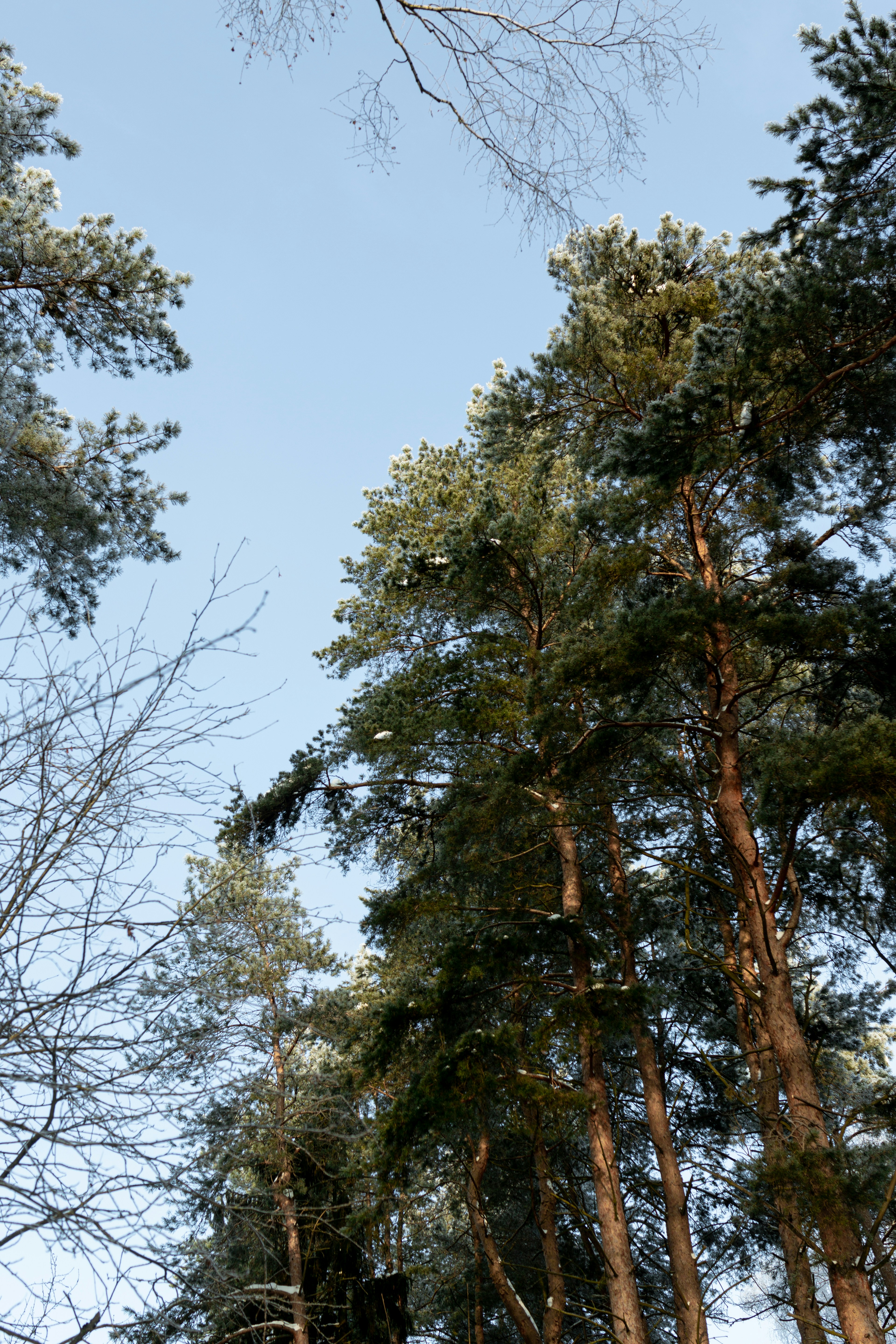 Tall evergreen trees reach towards a clear sky, their branches adorned with a light dusting of frost. The scene evokes a serene winter atmosphere.