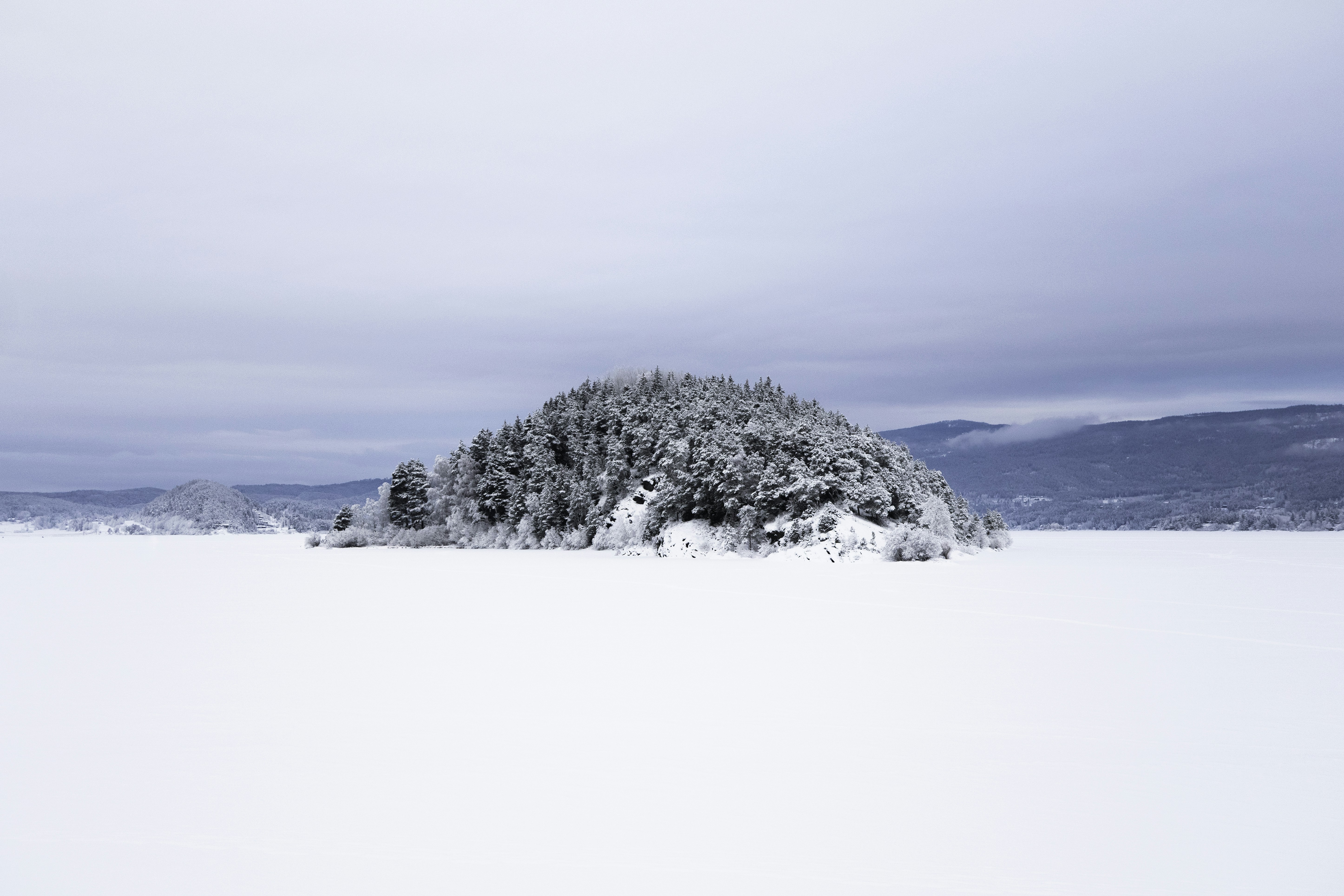 Snowbound Sentinel: an island of pines in a frozen horizon
