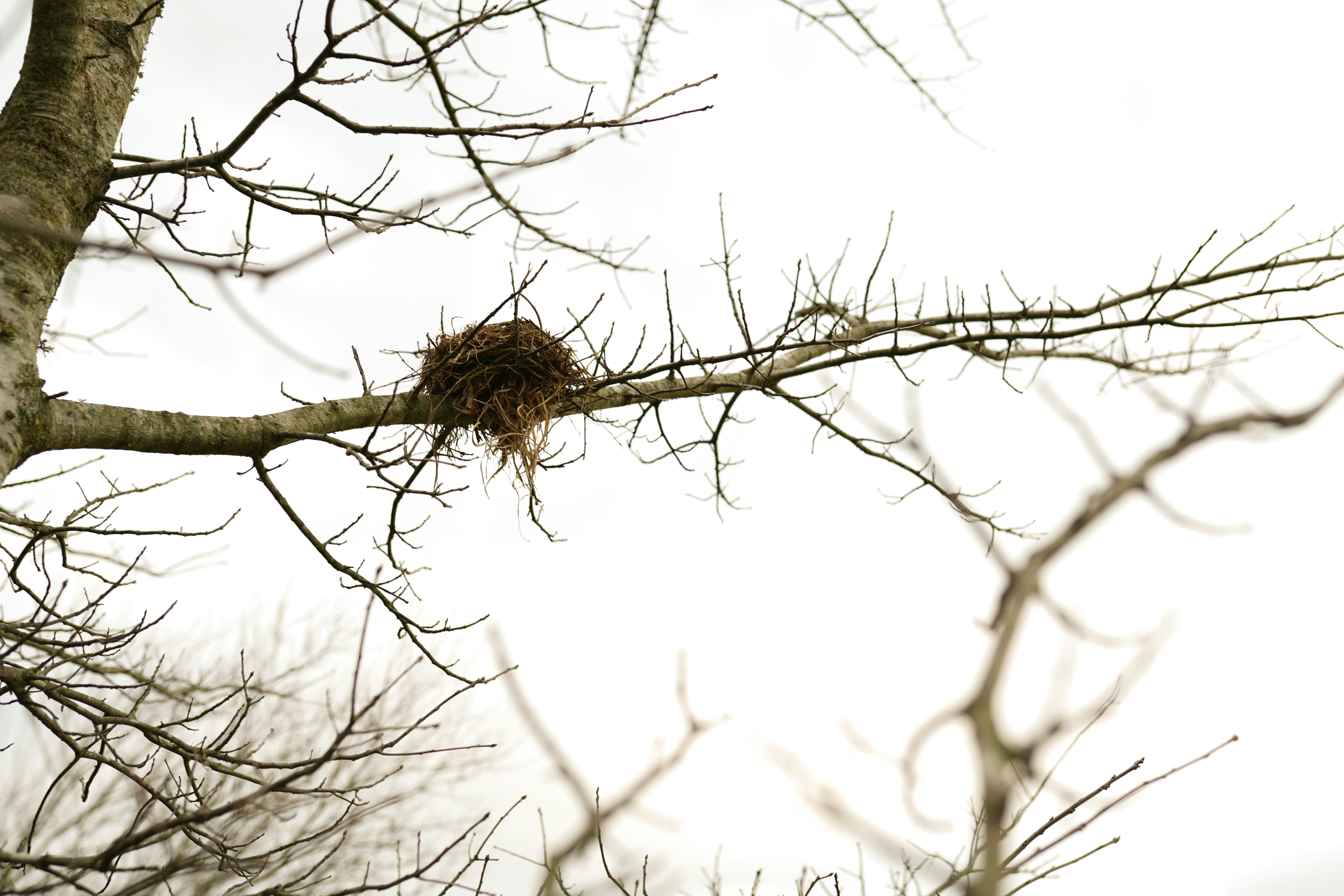 Bird's nest perched on a bare tree branch against a pale winter sky.
