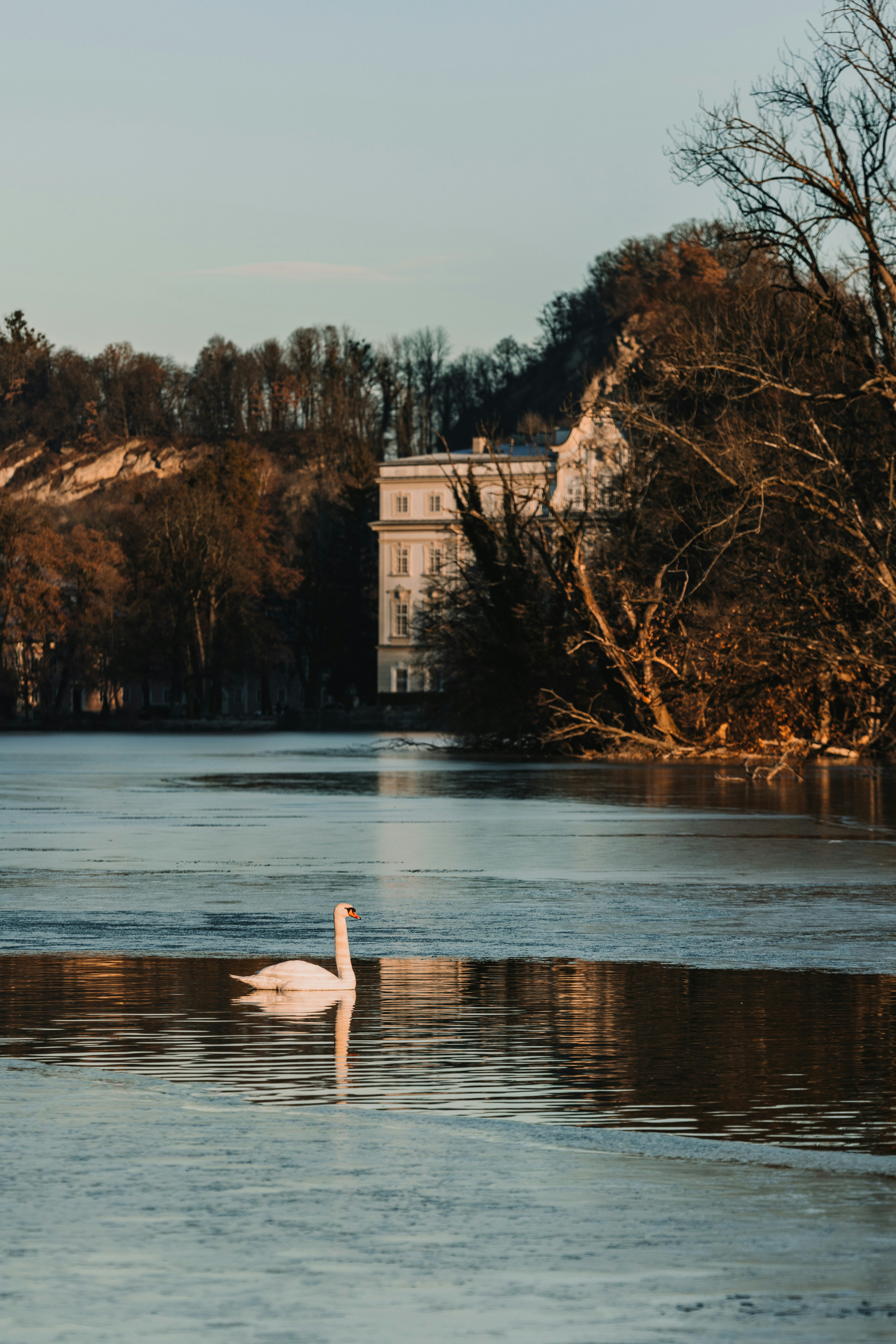 Solitary Swan at the Edge of a Quiet Lake with a Painted Manor