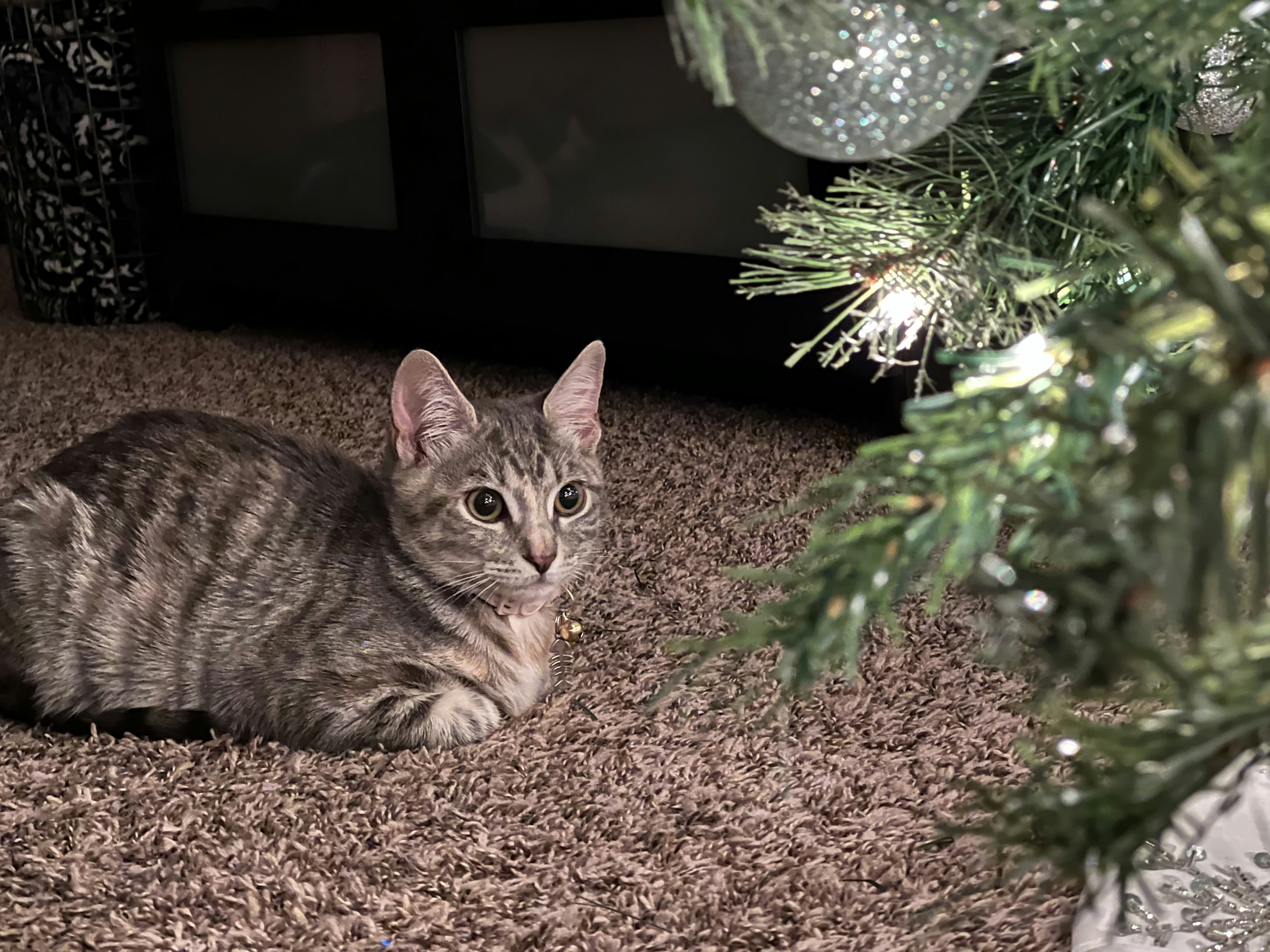 Tabby cat lying on carpet, gazing at a decorated Christmas tree.