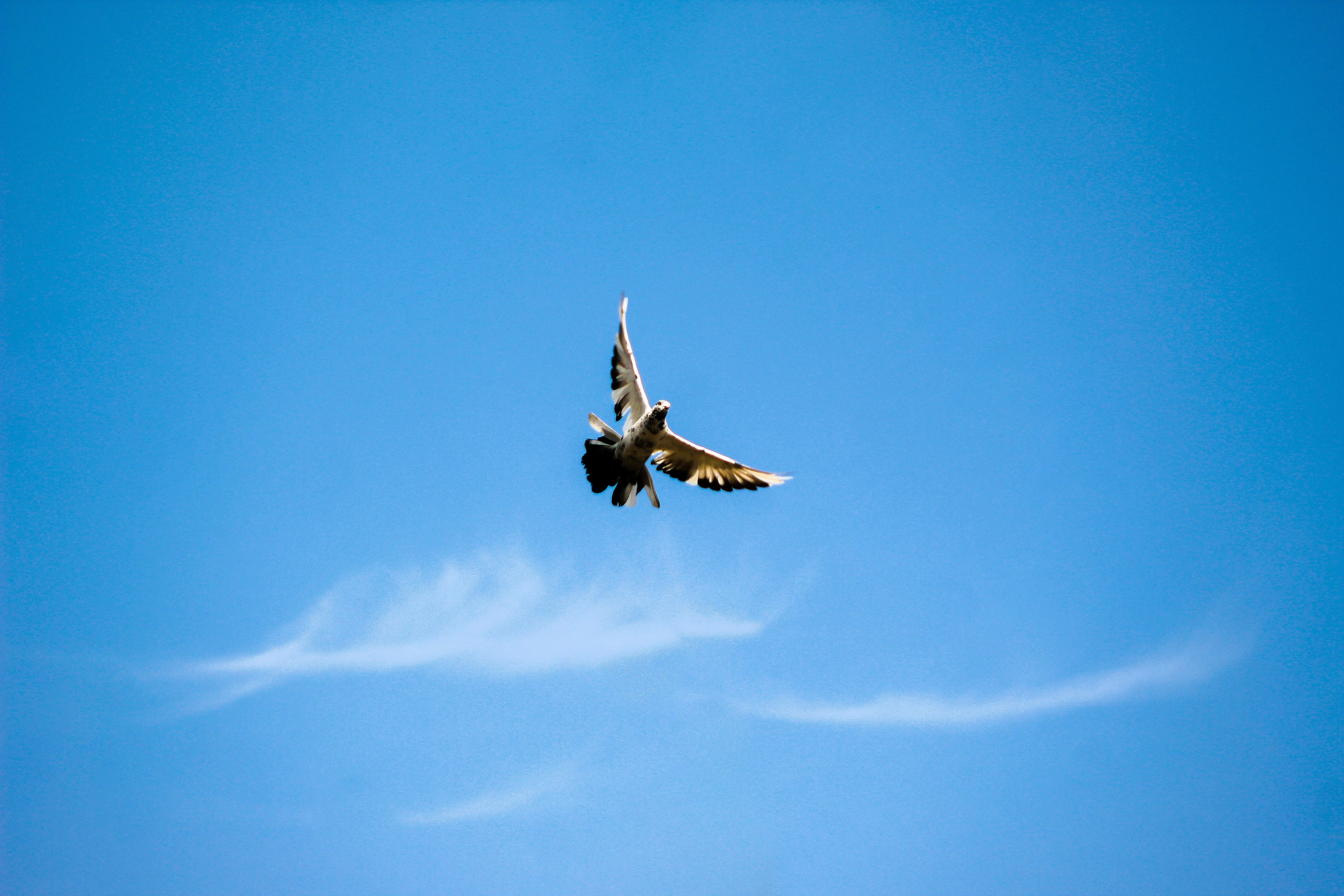 A bird in mid-flight against a clear blue sky, showcasing its wings spread wide. The scene captures the essence of freedom and nature's beauty.