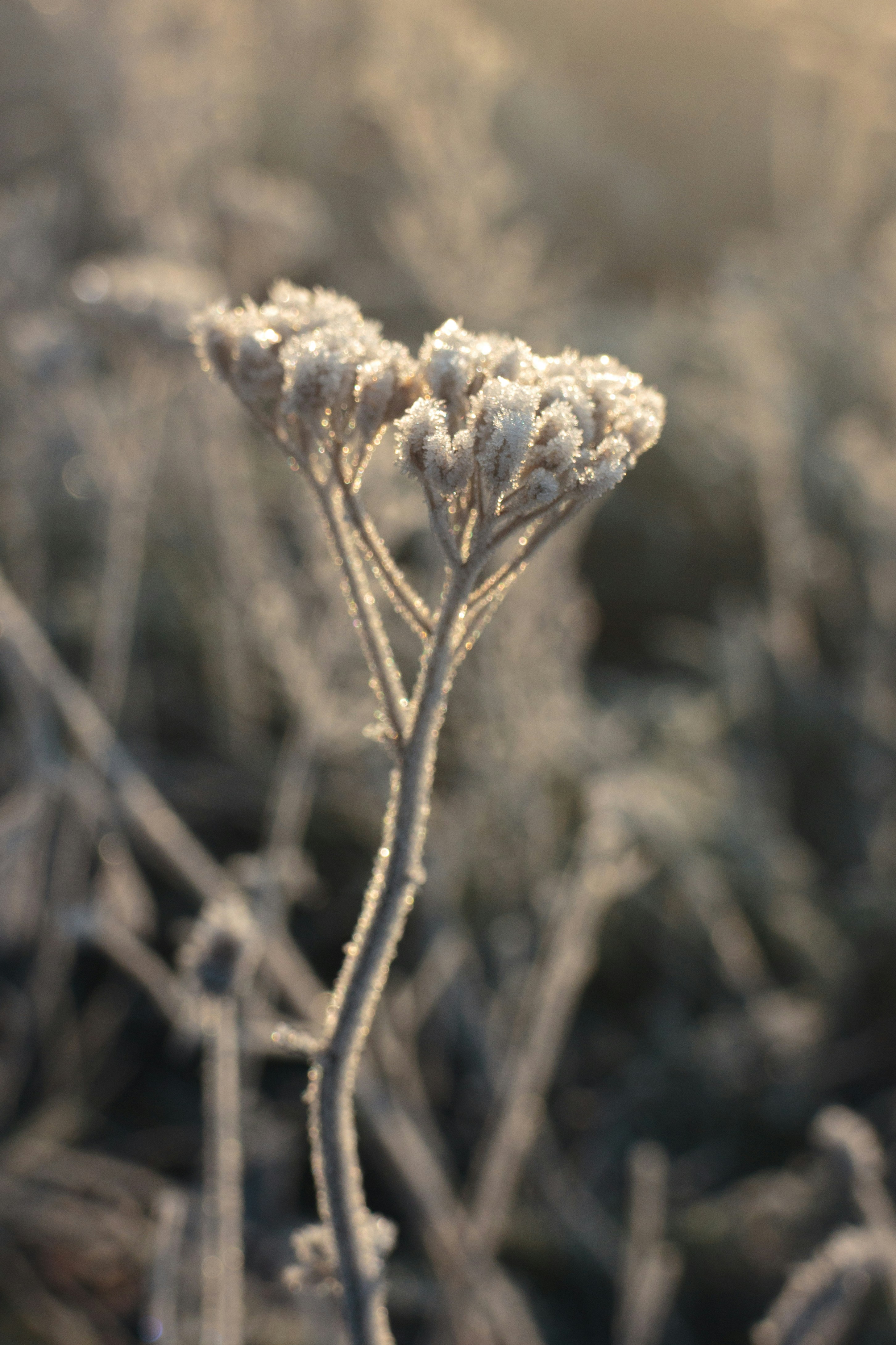 A close up of a plant with frost on it photo – Free Ice Image on Unsplash