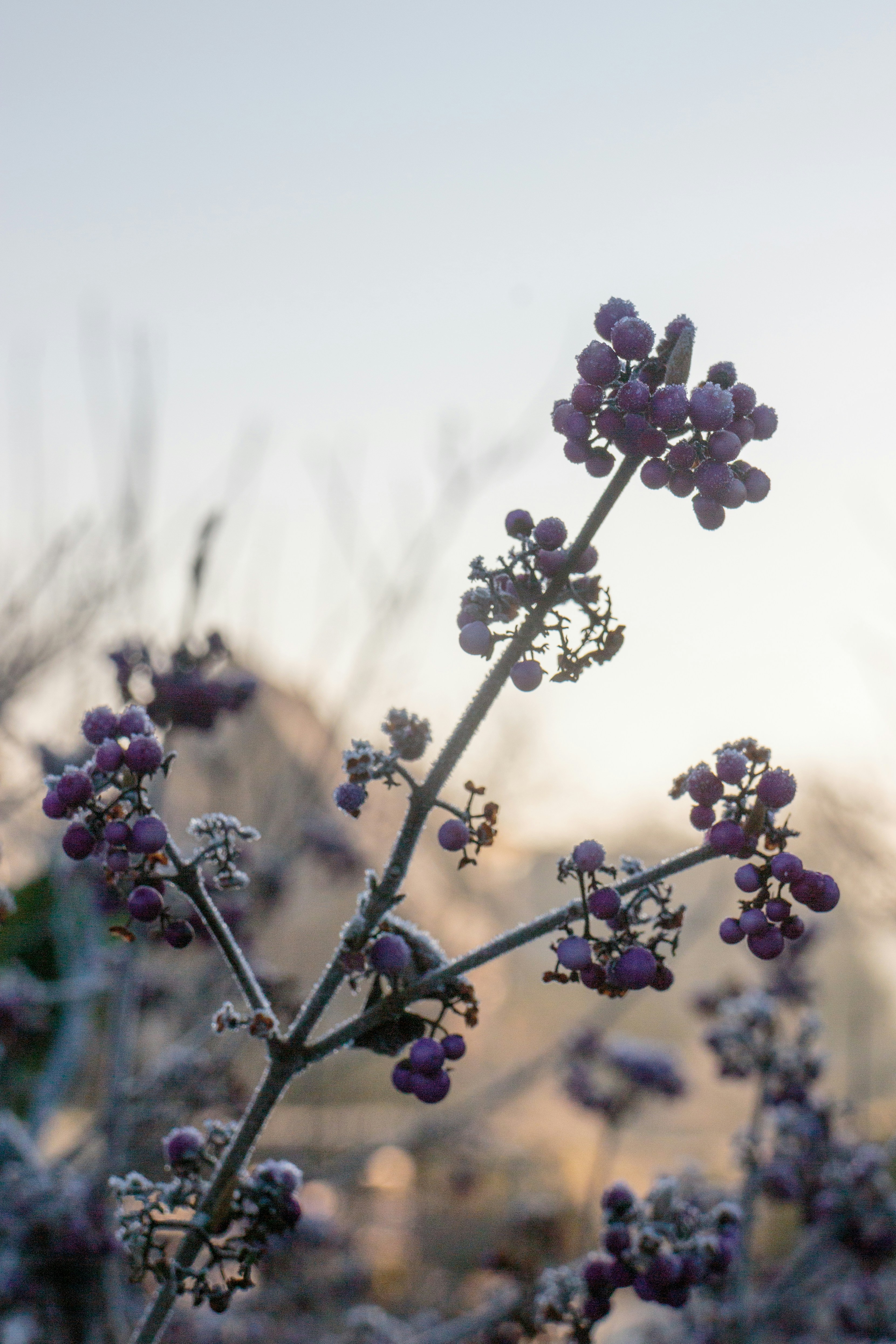 Frost-kissed Berries Reaching Toward the Pale Winter Dawn