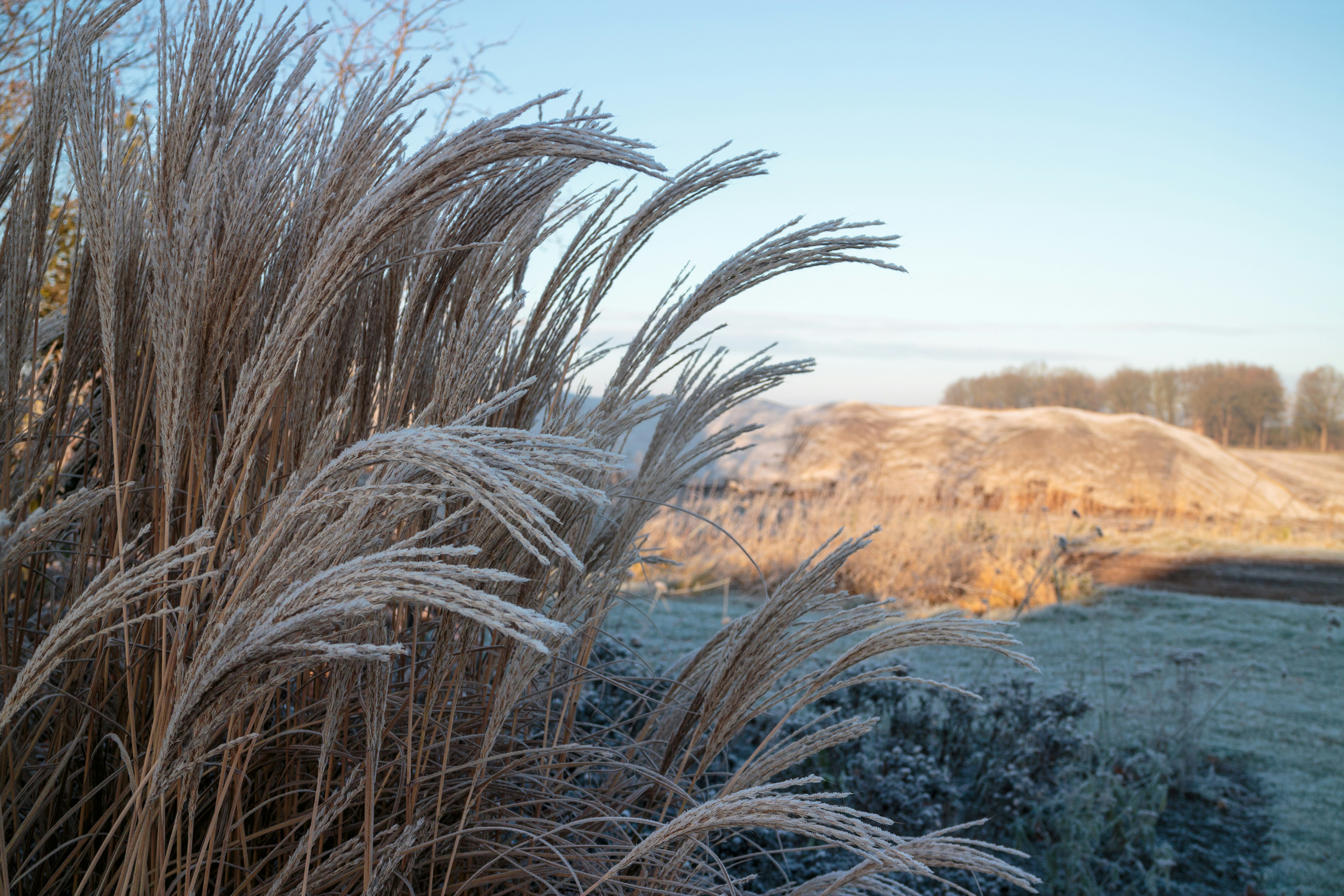 Frost-covered grass sways gently in the morning light, contrasting against a serene landscape. The chill of winter is palpable in the air.