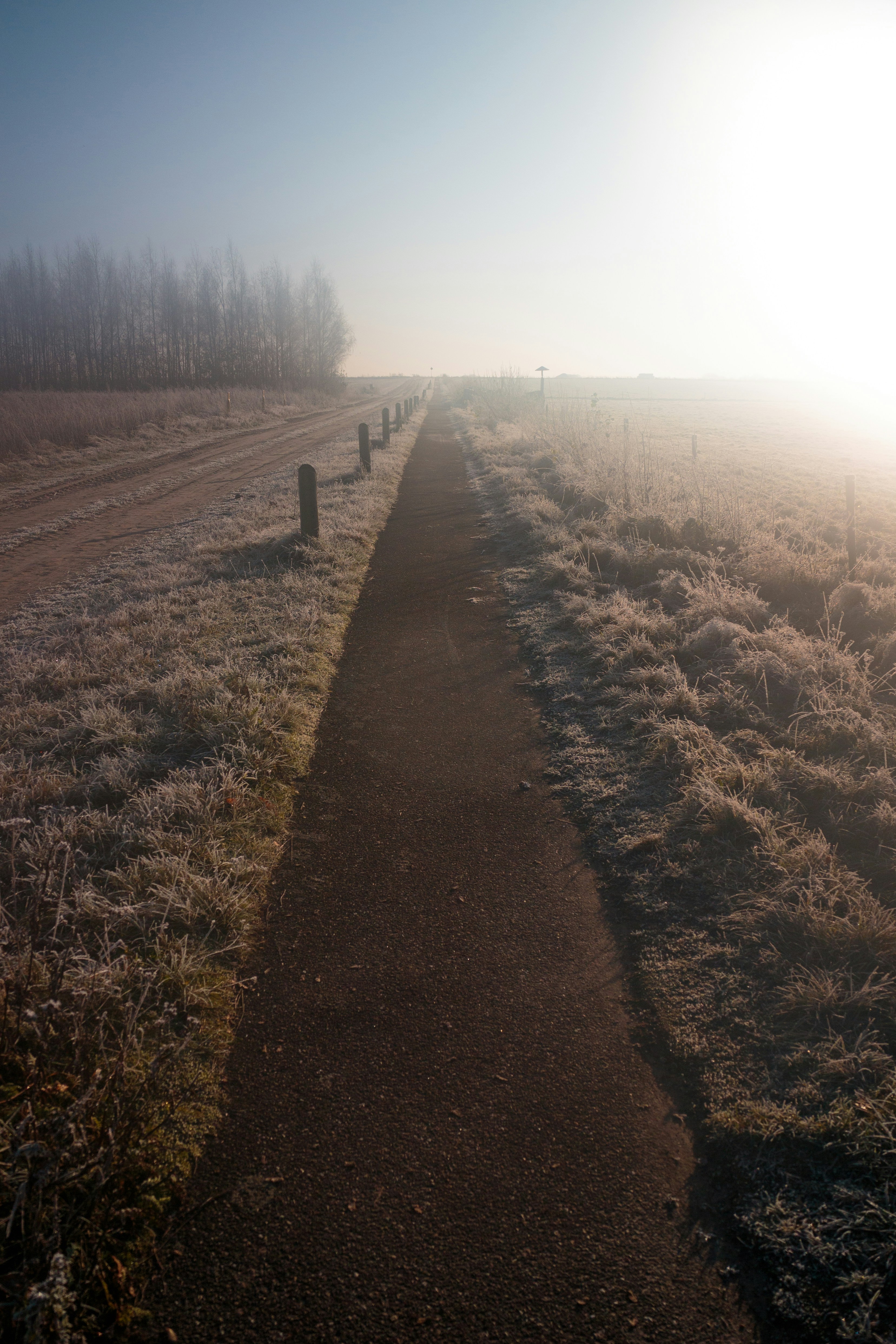 a dirt road with a line of trees on the side of it