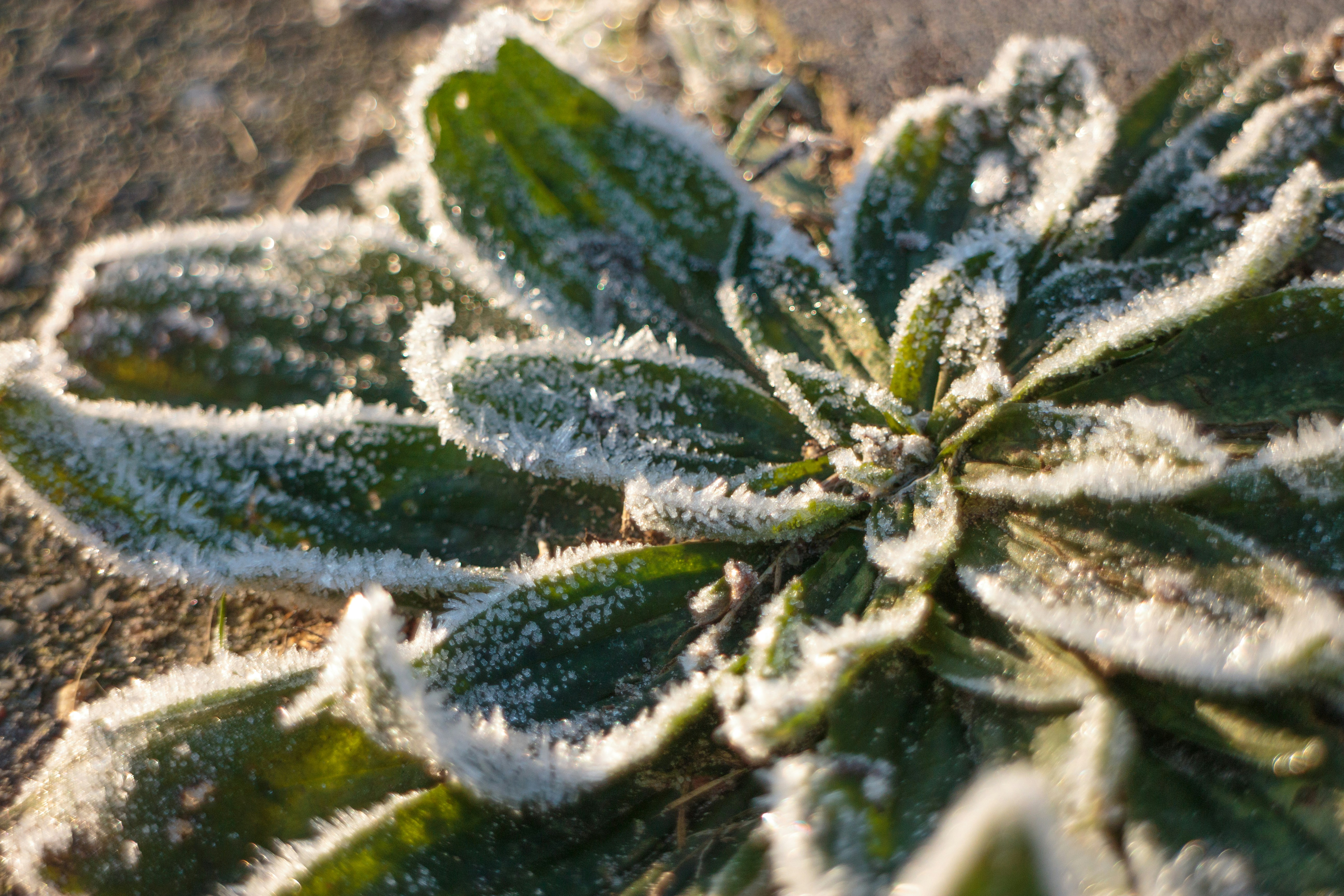 Close-up of a frost-covered succulent plant basking in the early morning light.