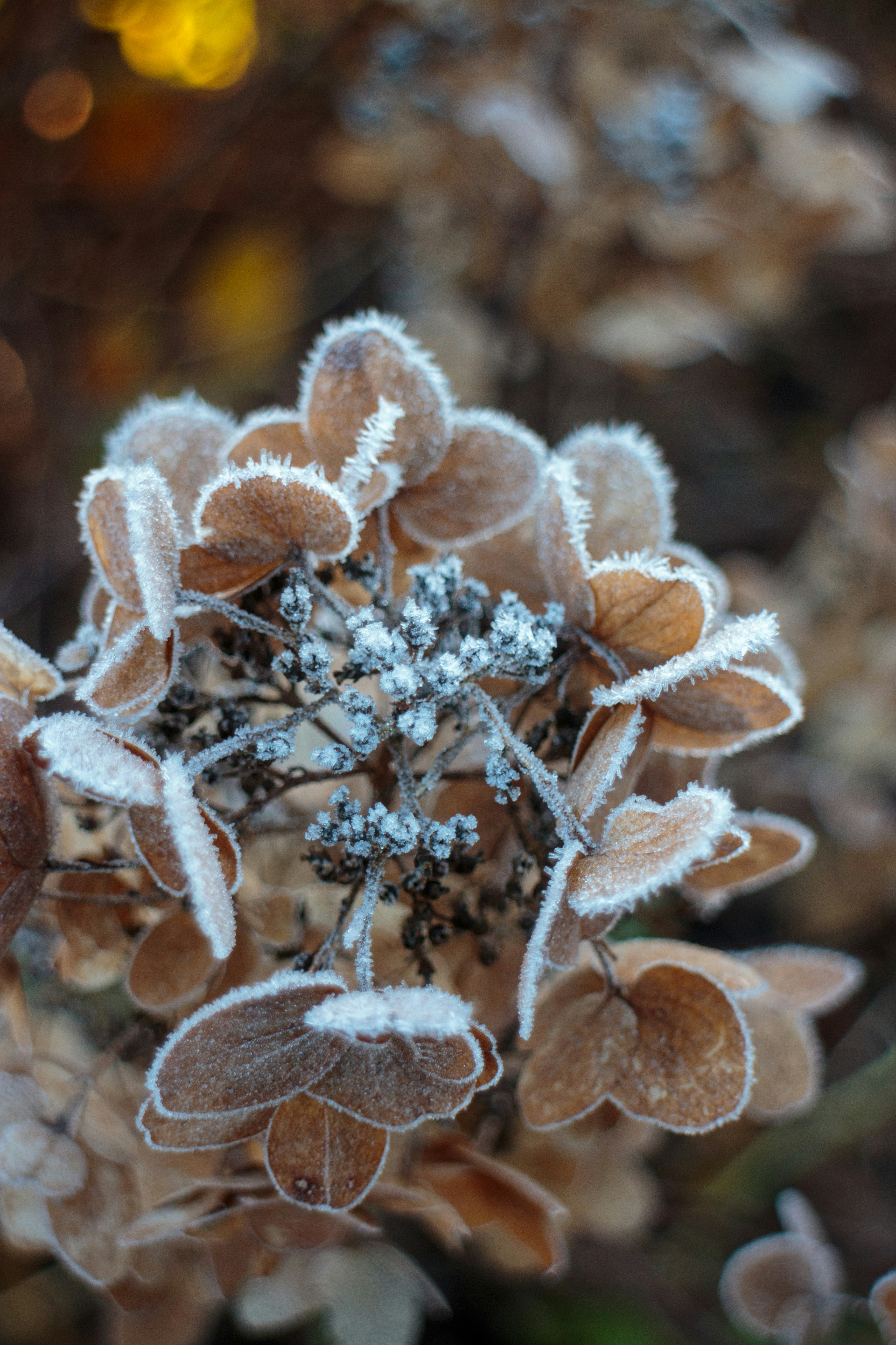 Frost-covered hydrangea blossoms amidst a blurred background of autumn hues.
