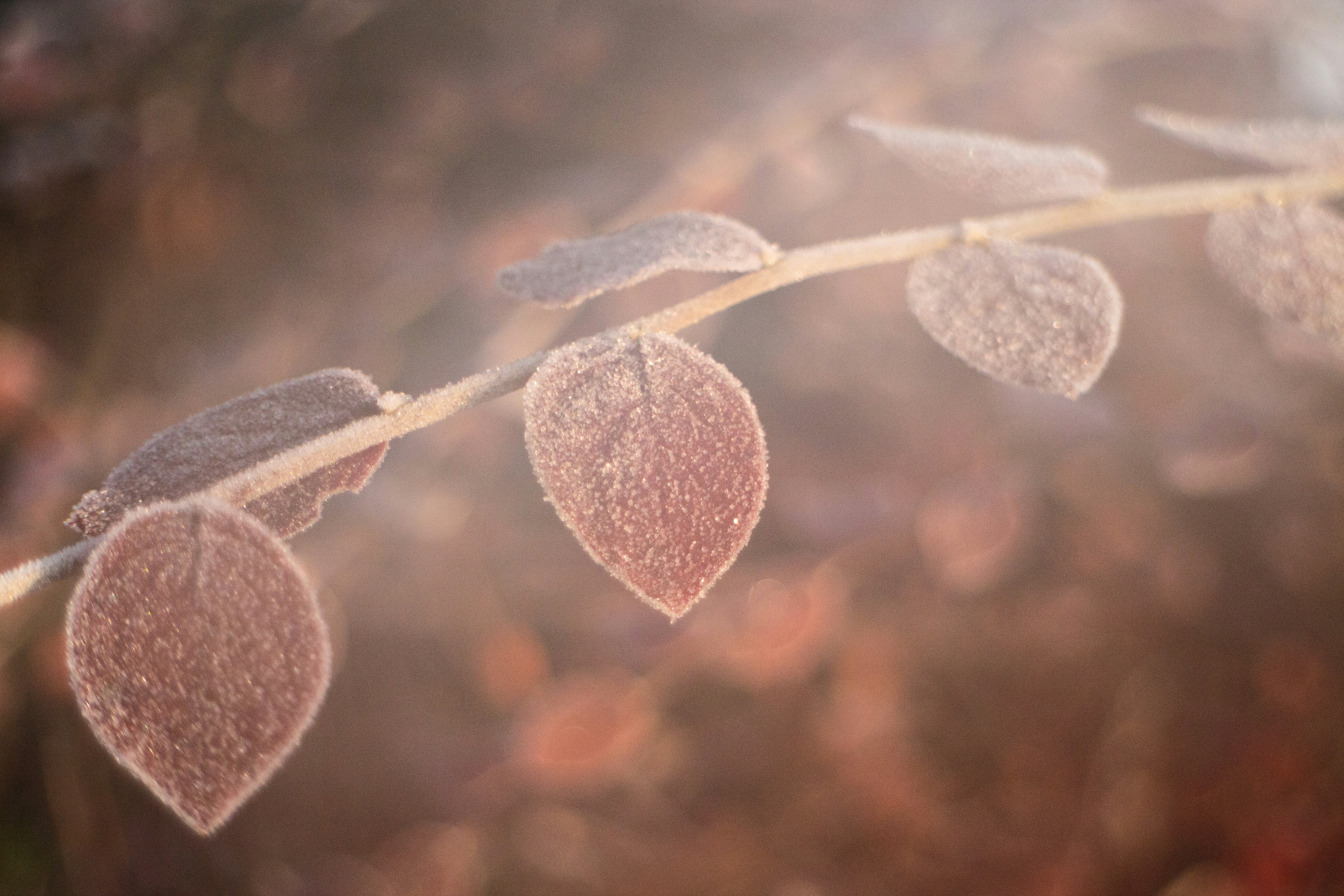 Frost-Kissed Berries on a Quiet Winter Branch