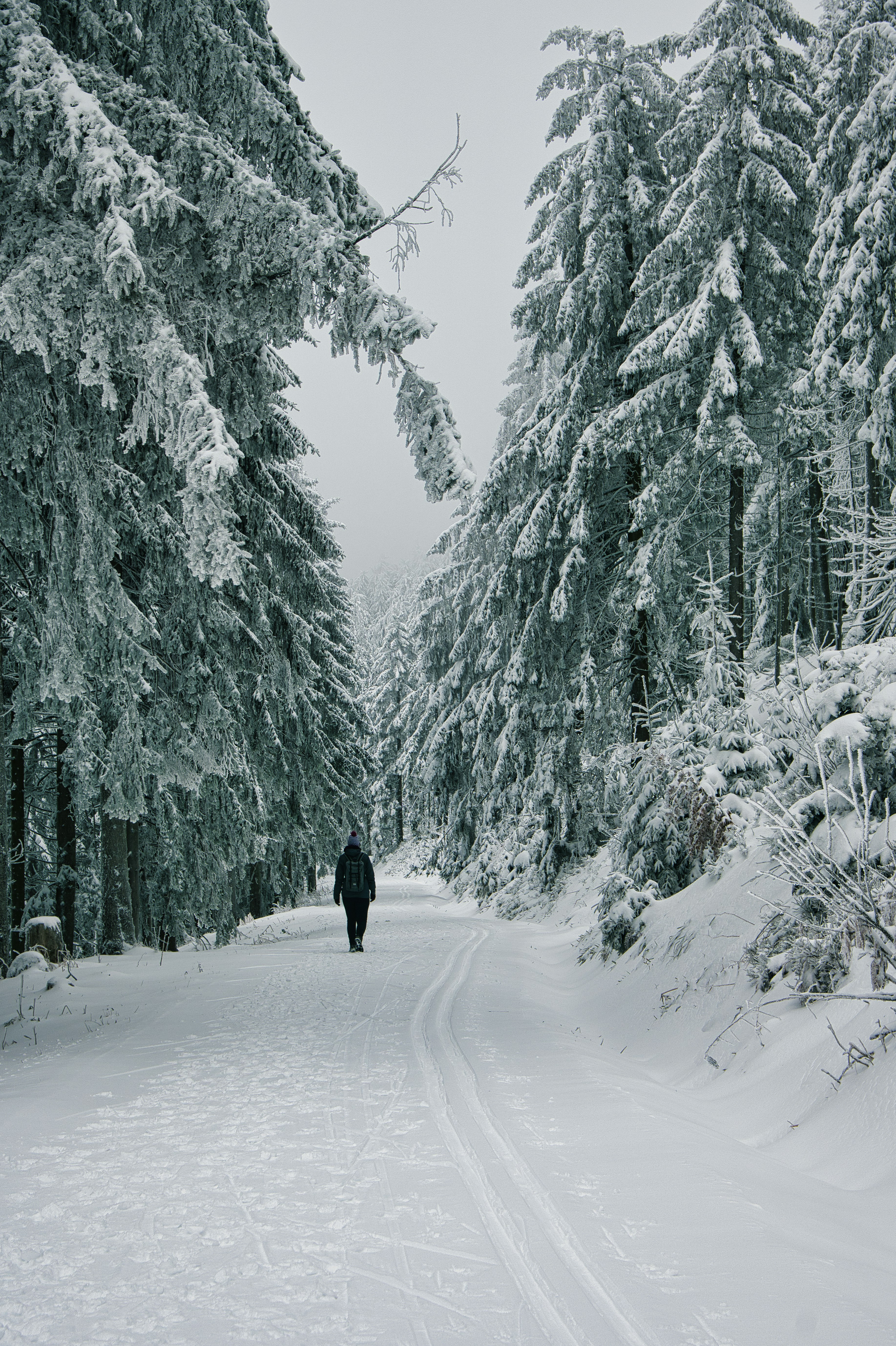 Silent Journey Through Frosted Pines