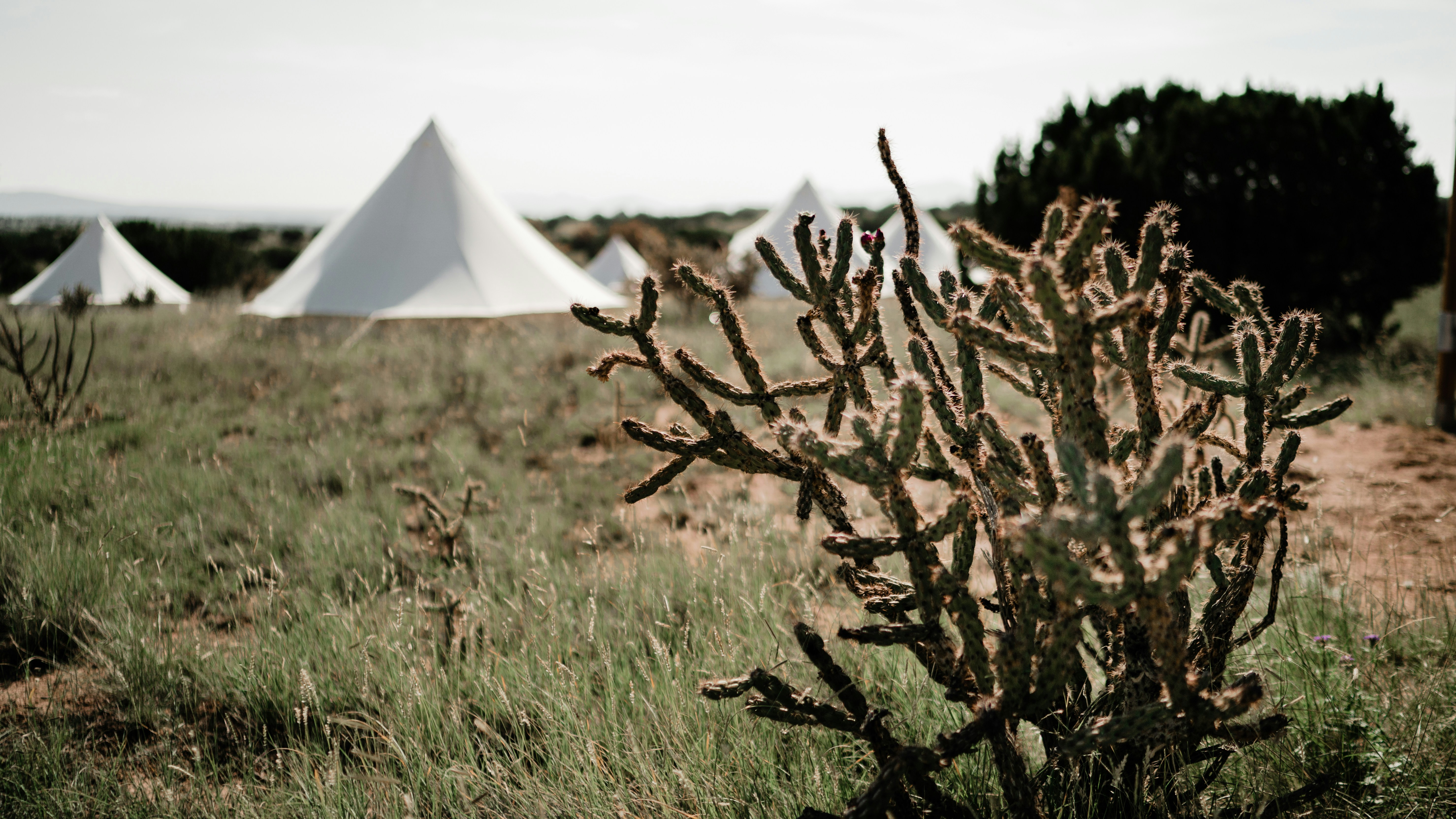 Cactus in foreground with white teepees nestled in a grassy field under a clear sky.