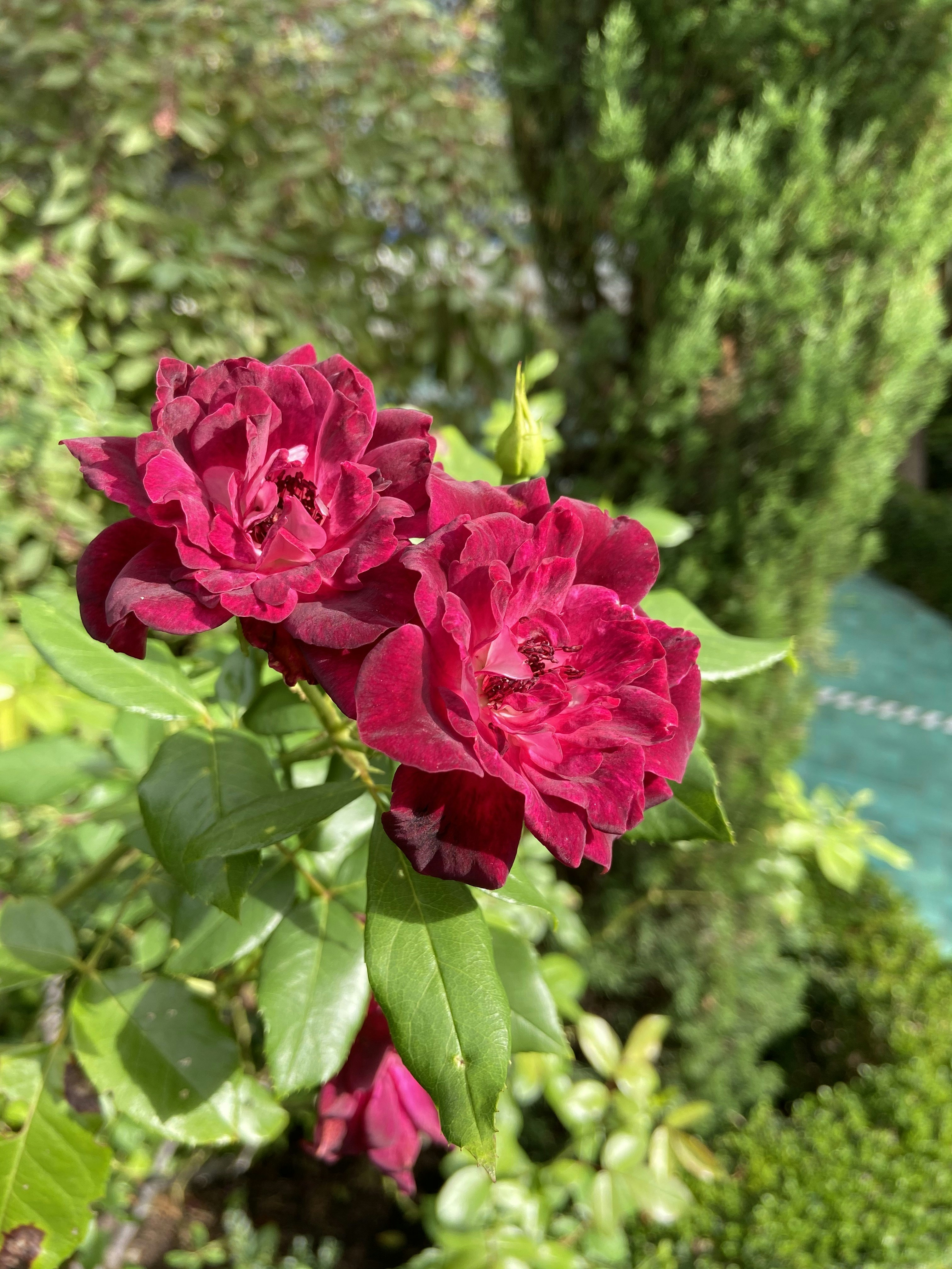 a close up of a red flower on a bush