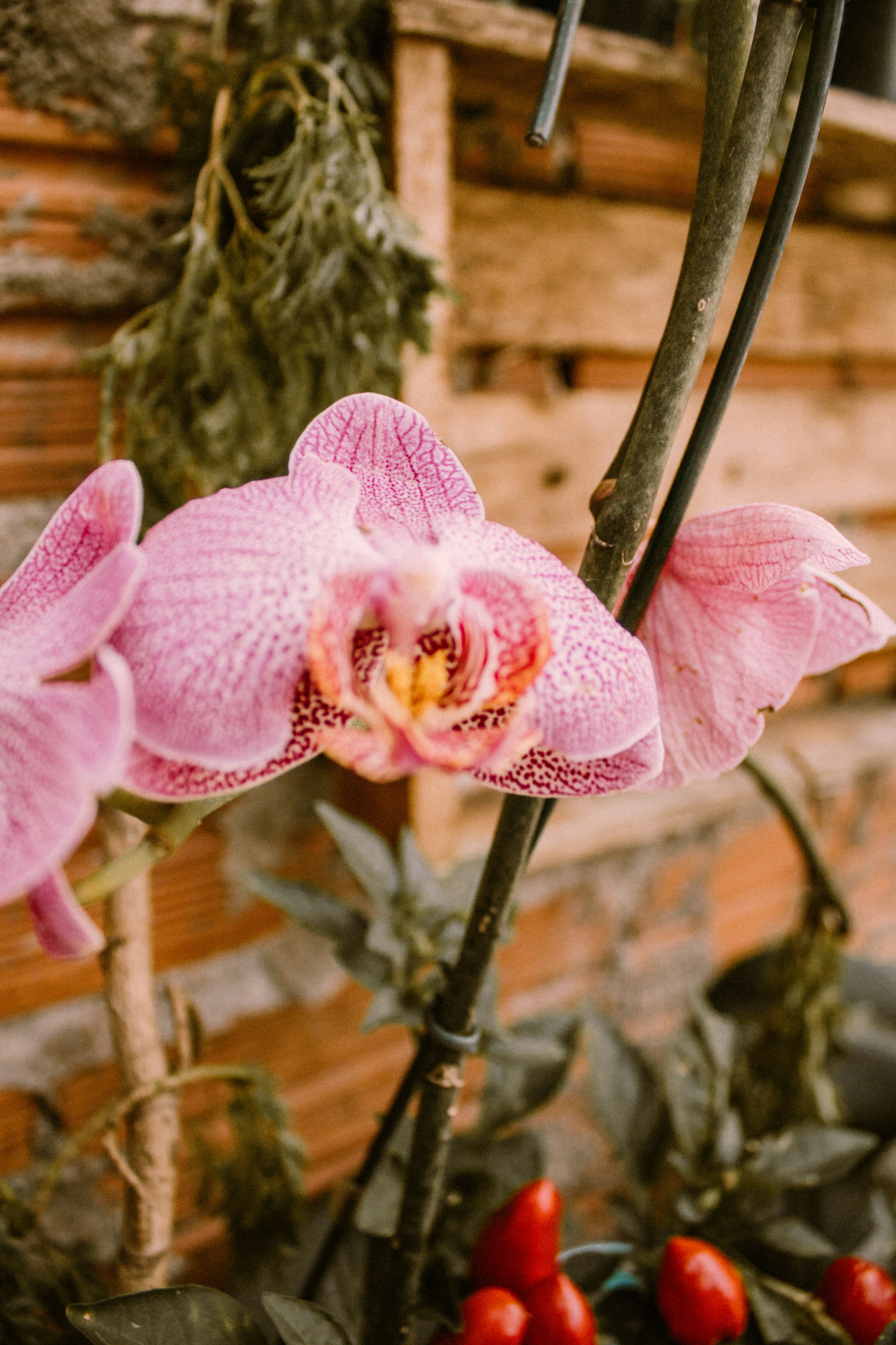 Pink Orchid on a Brick Backdrop: A Garden Trellis Moment