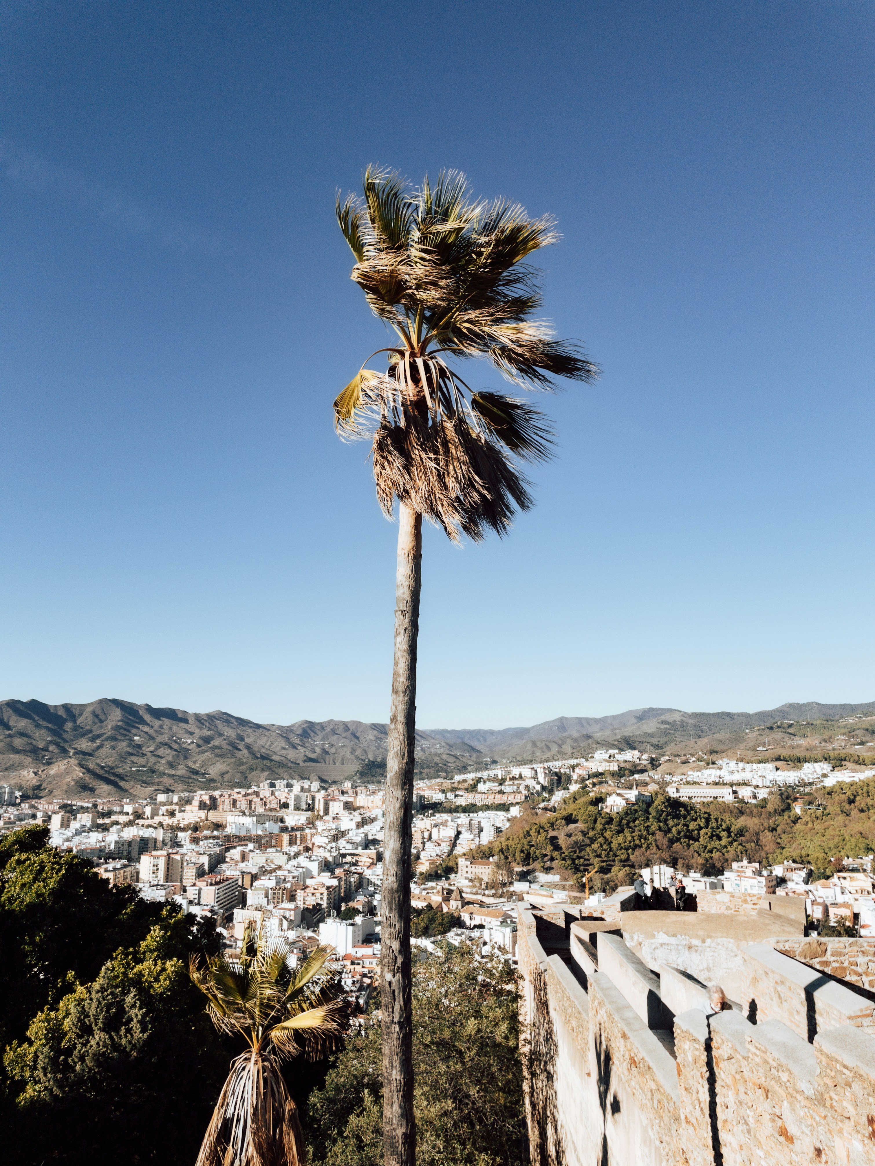 a palm tree in the foreground with a city in the background