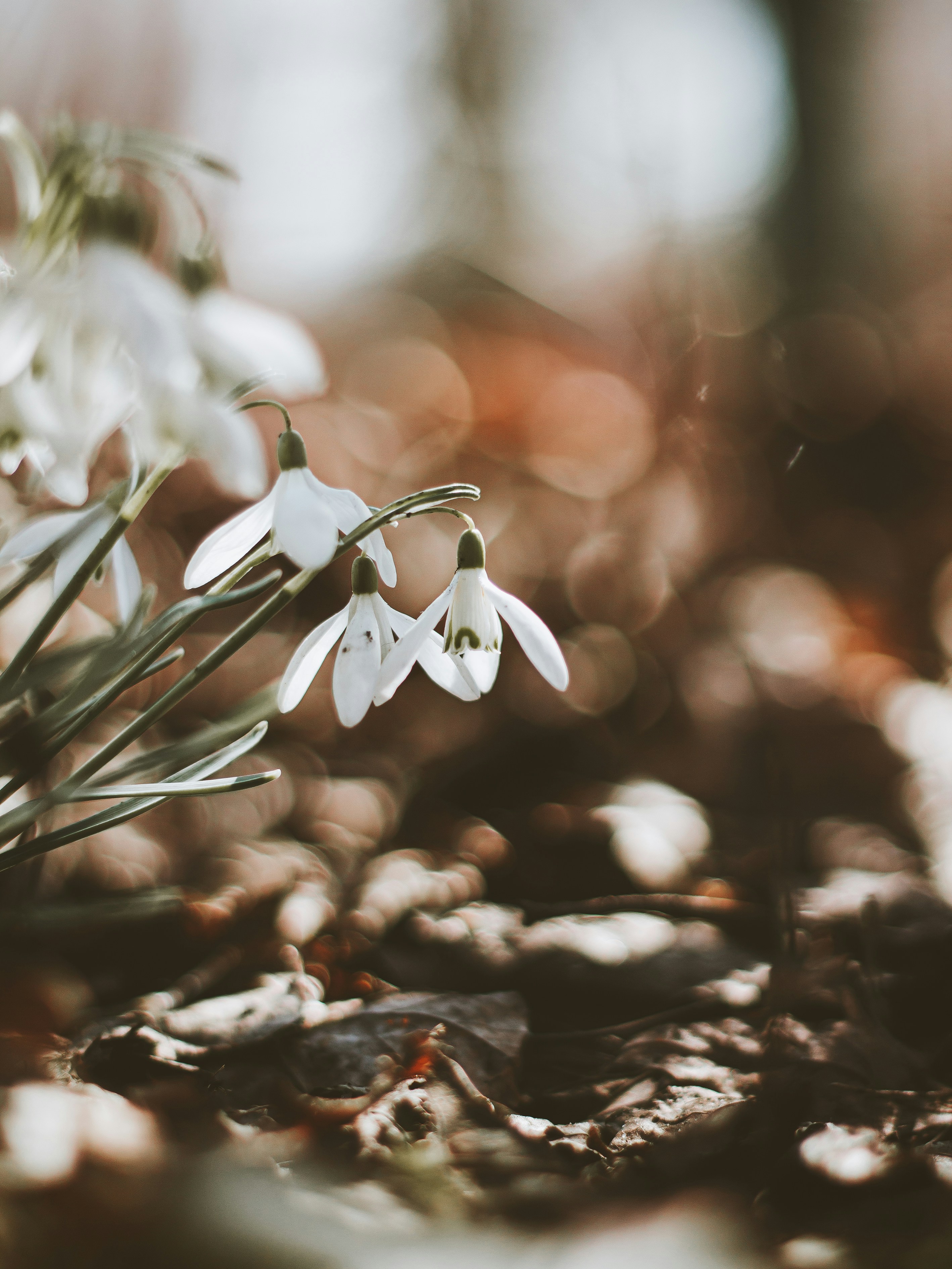 Delicate snowdrop flowers emerge from the forest floor, surrounded by soft bokeh and earthy tones. A sign of spring's arrival.
