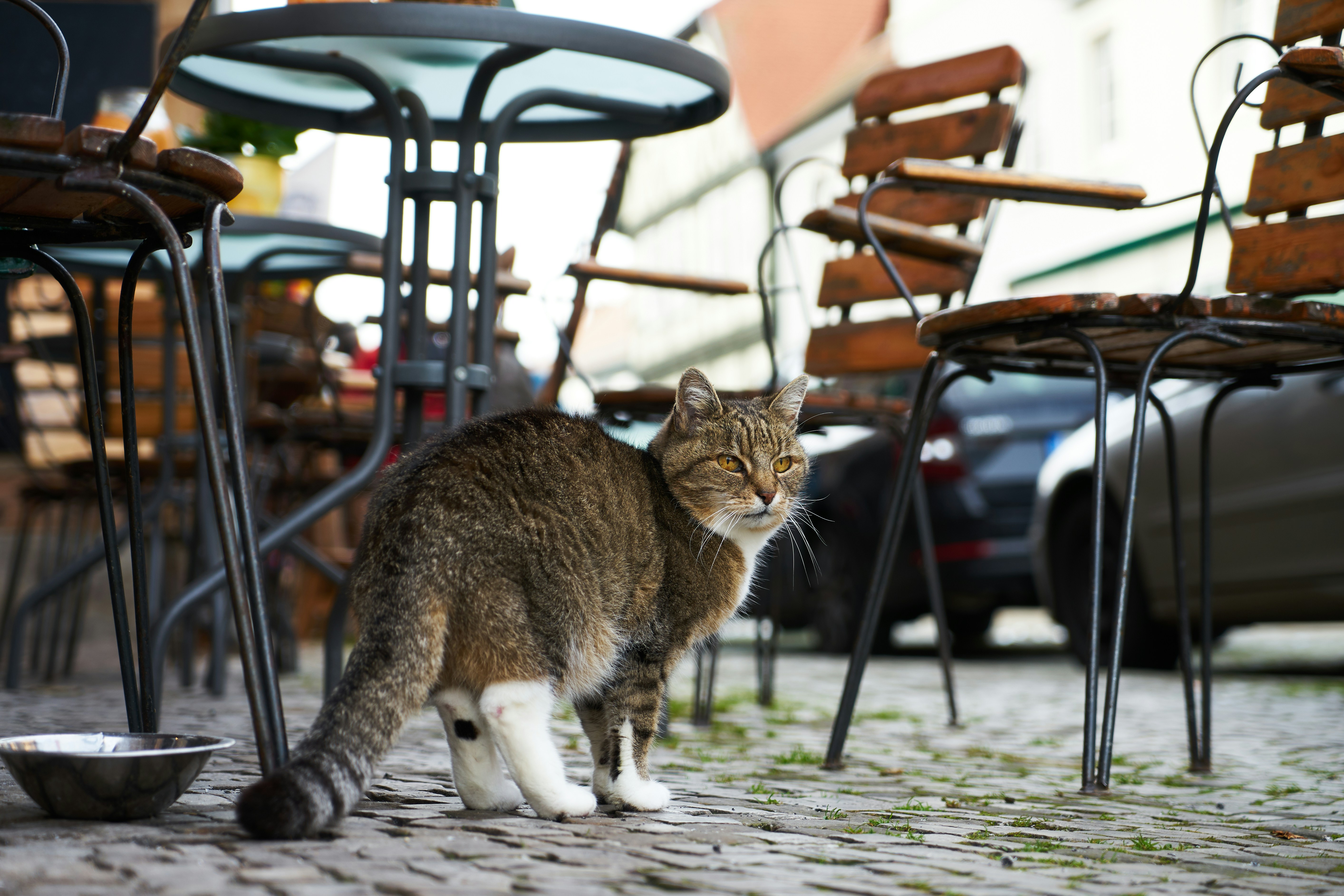 A cat on a street with chairs and tables in the background