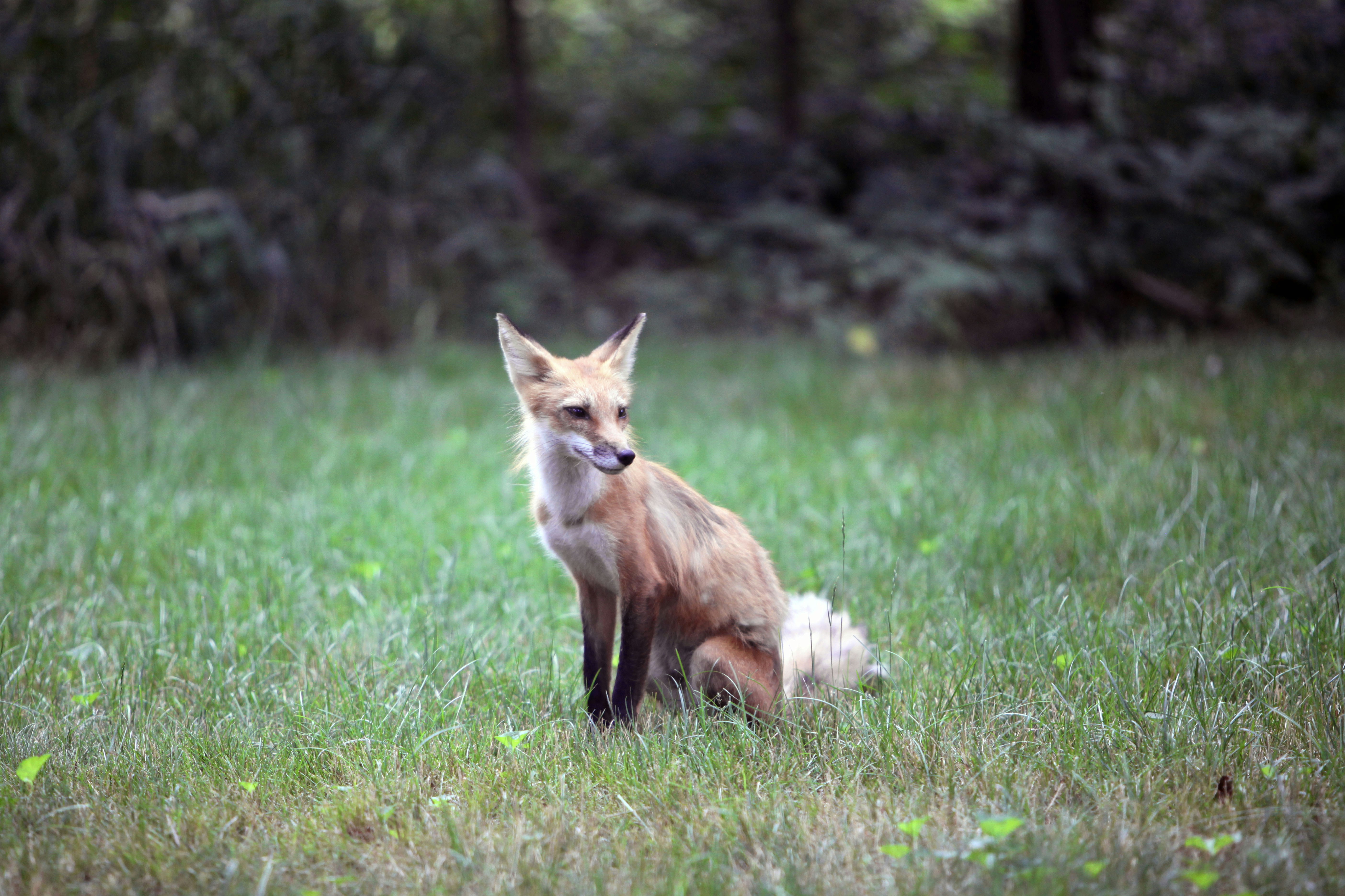 Un renard roux assis dans un champ herbeux photo – Image gratuite de ...