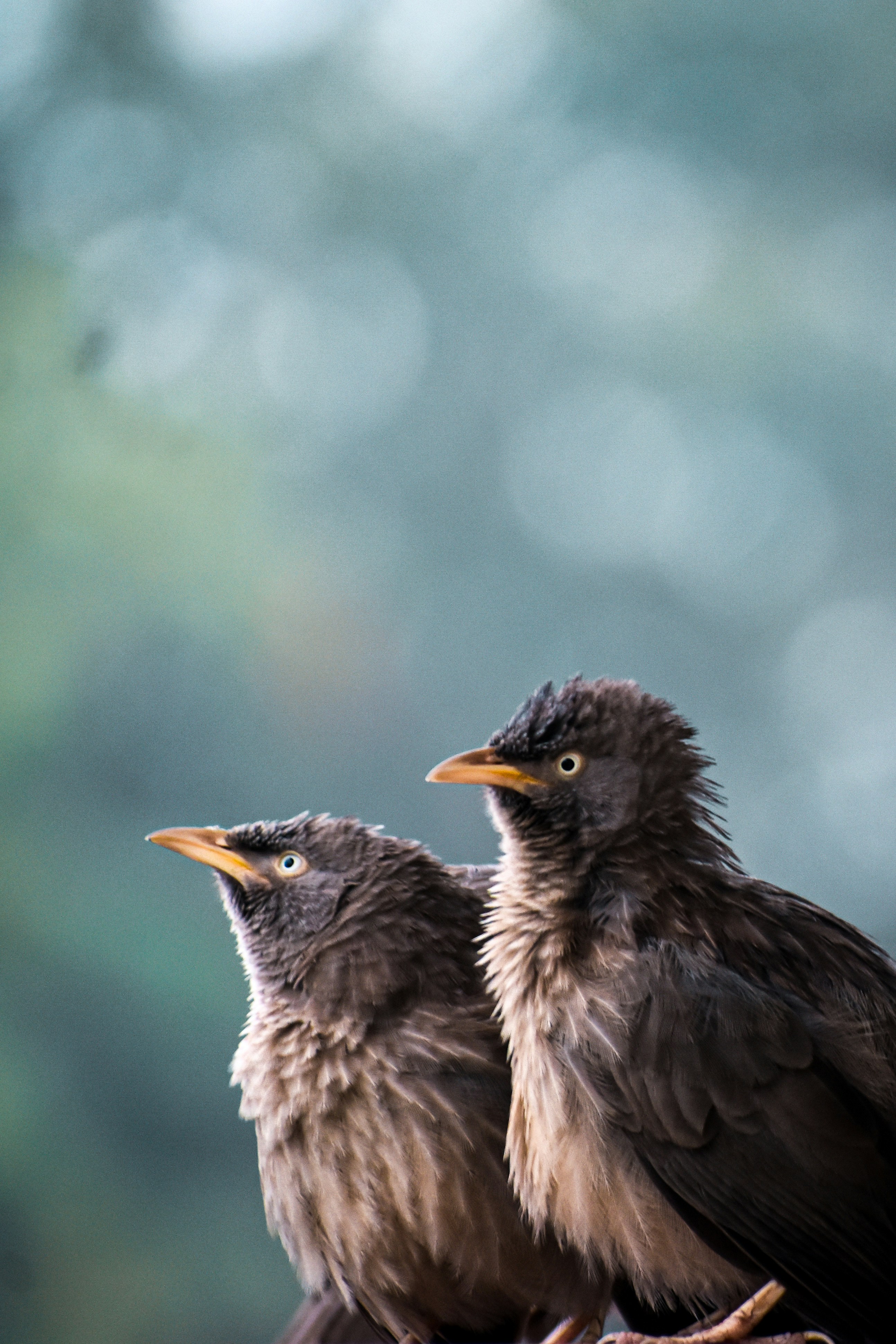 Two birds perched closely together, showcasing their intricate feathers and curious expressions against a softly blurred background.