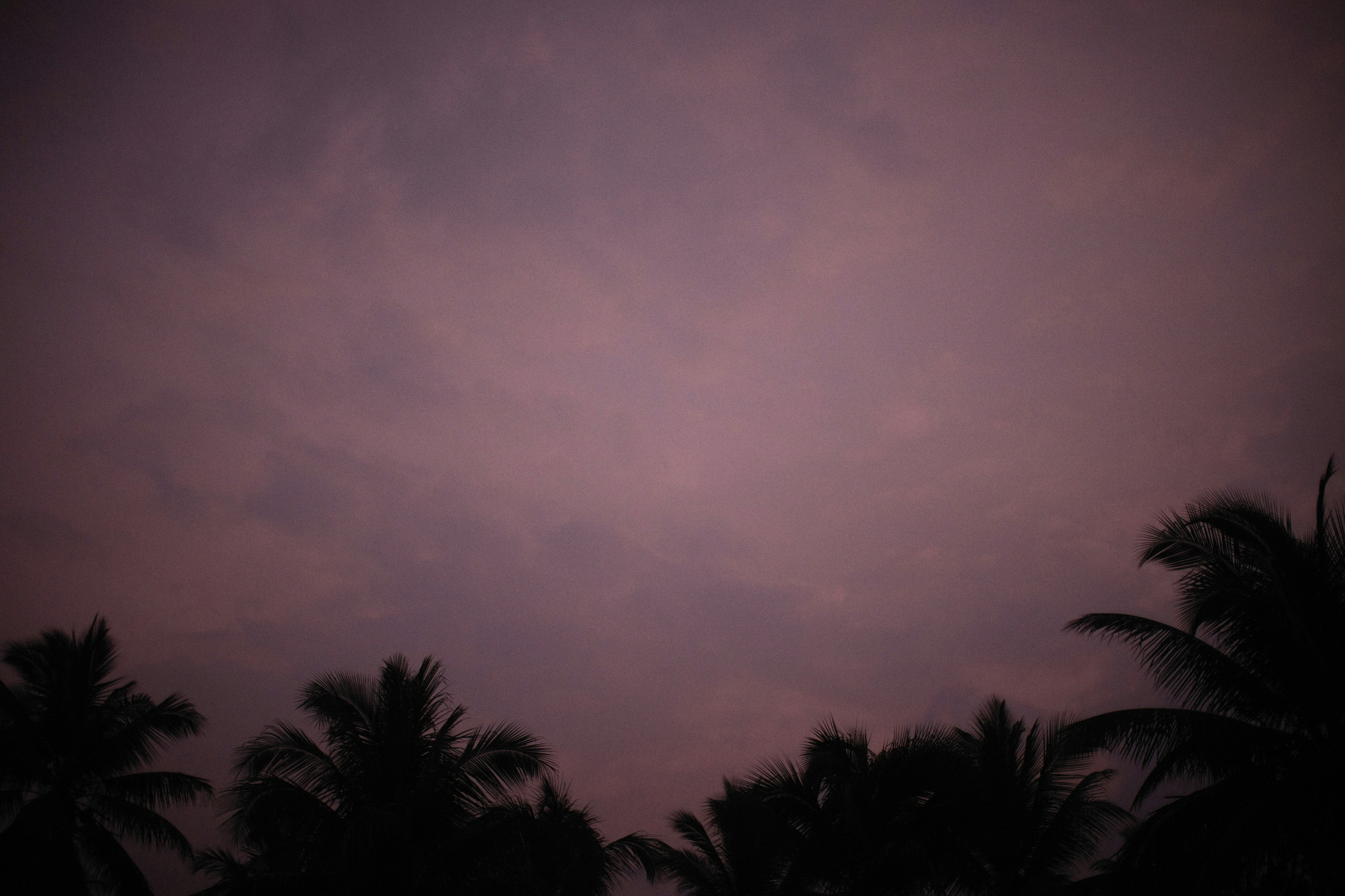 Silhouetted palm trees against a softly colored twilight sky, blending shades of purple and pink. The scene evokes a serene and tranquil atmosphere.