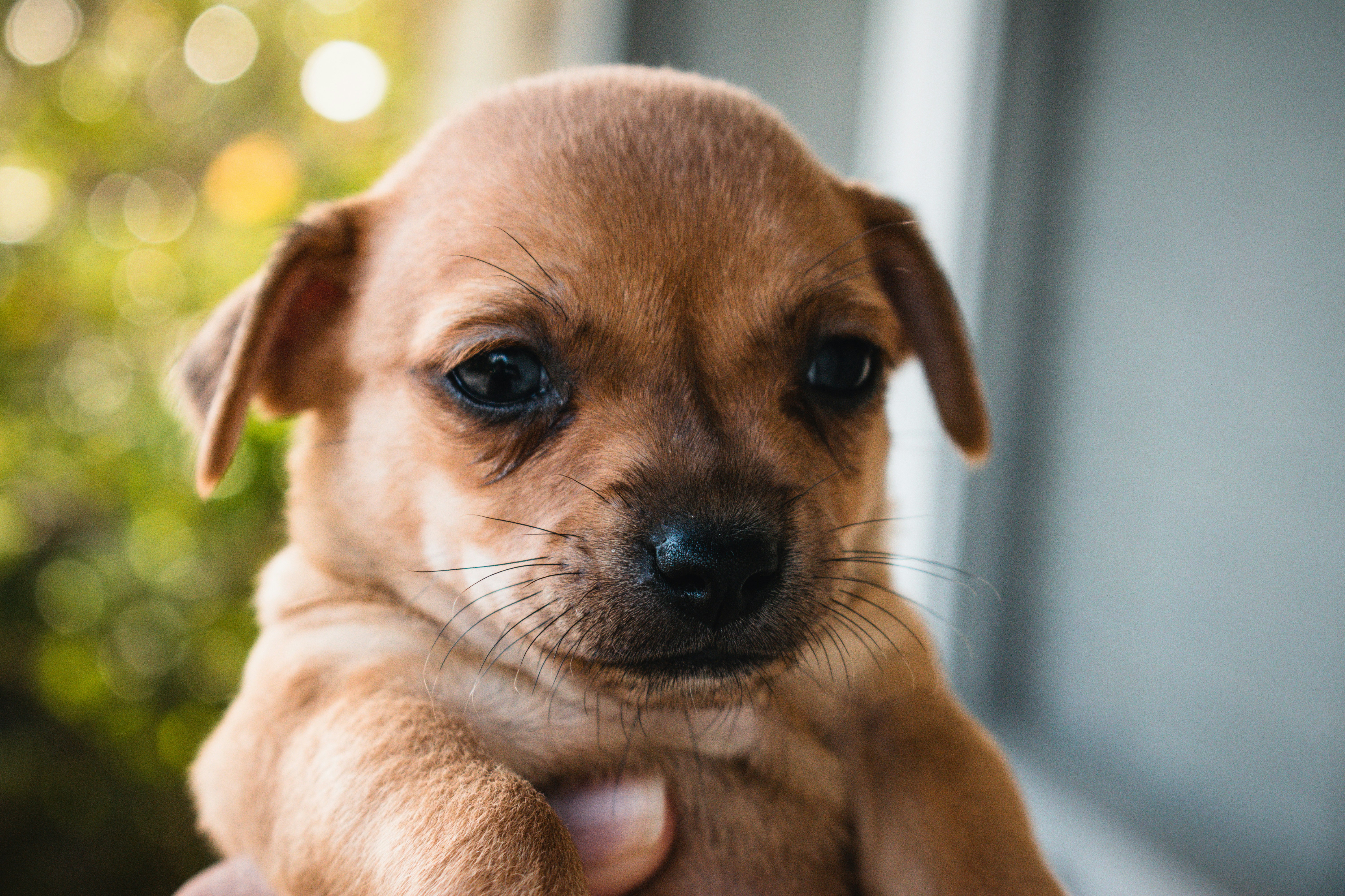 A small brown puppy with expressive eyes being held, set against a softly blurred background of greenery.