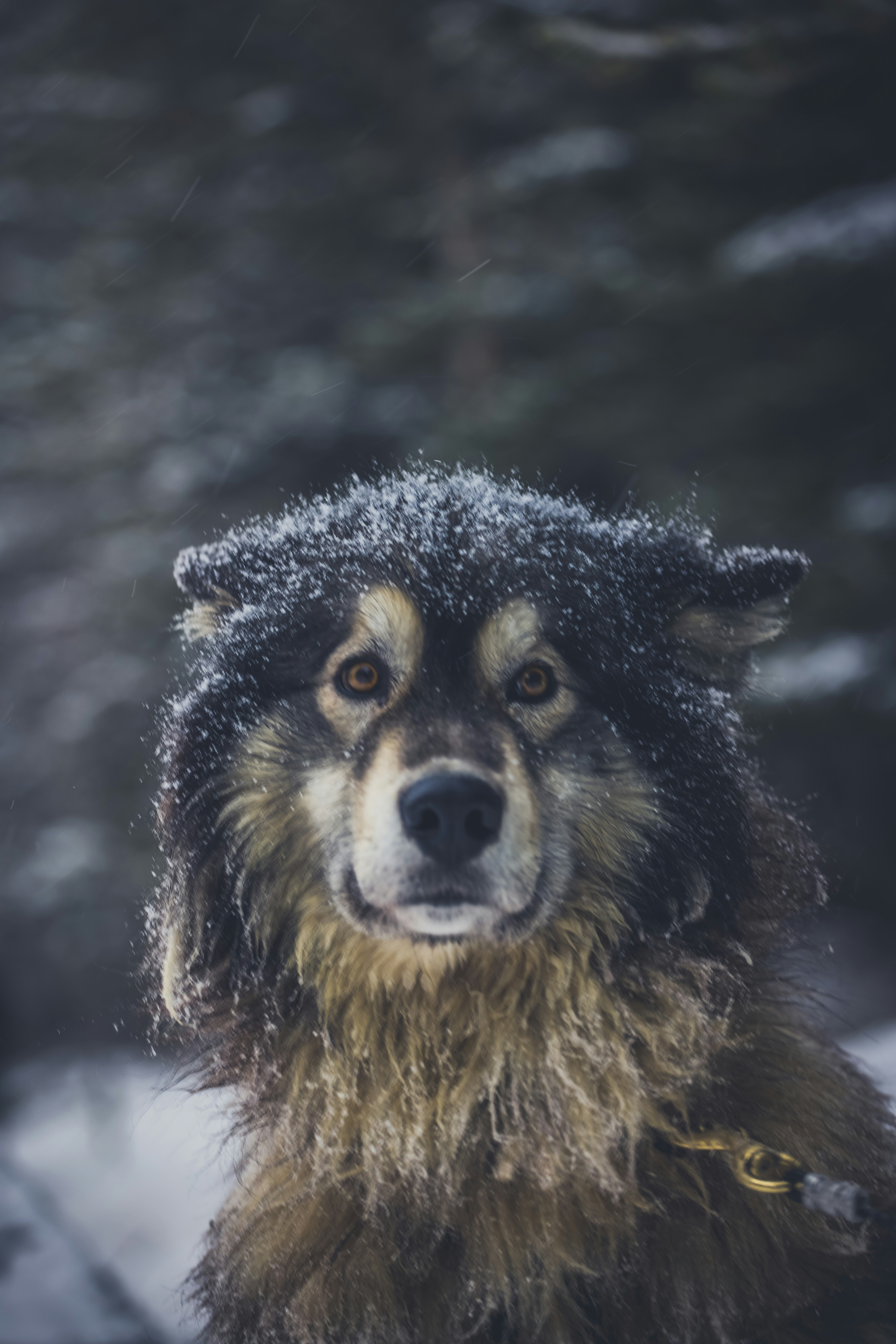 Megadeath. Alaskan Malamute
