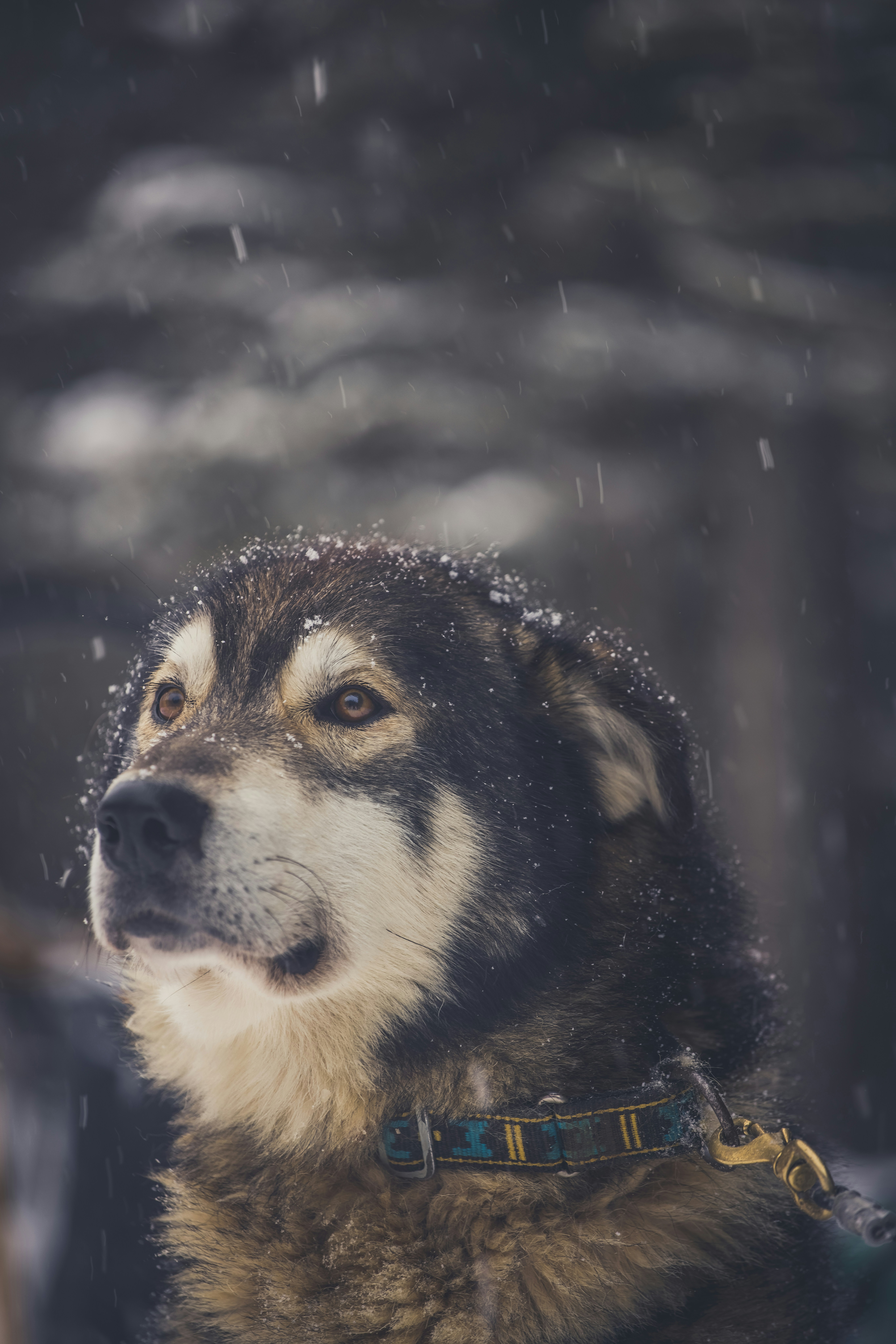 Snow-Lit Sentinel: A Husky Mix Braving Winter's Gaze