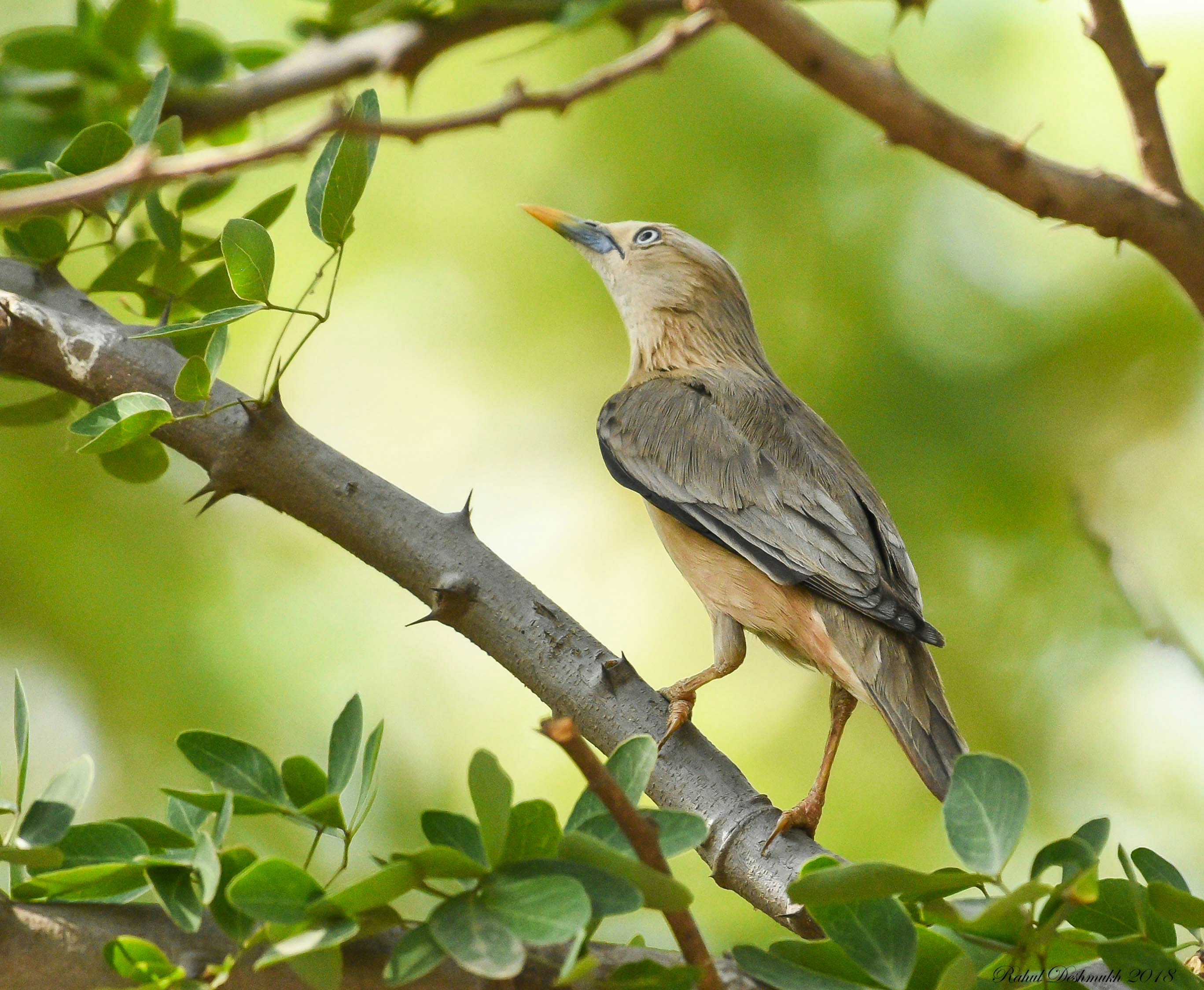 A bird sitting on a branch of a tree photo – Free Animal Image on Unsplash