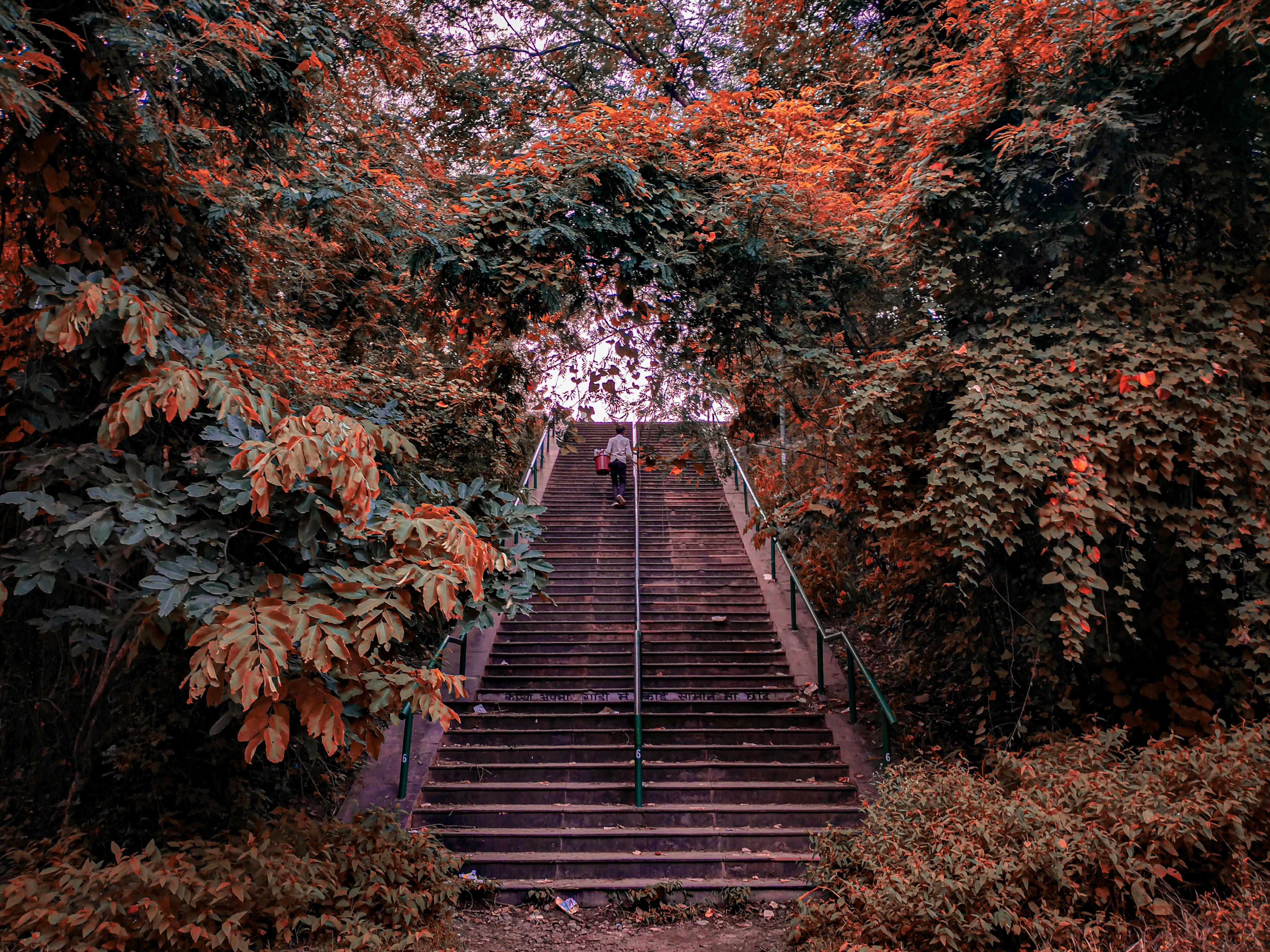 A set of stairs surrounded by trees and foliage photo – Free Outdoors ...