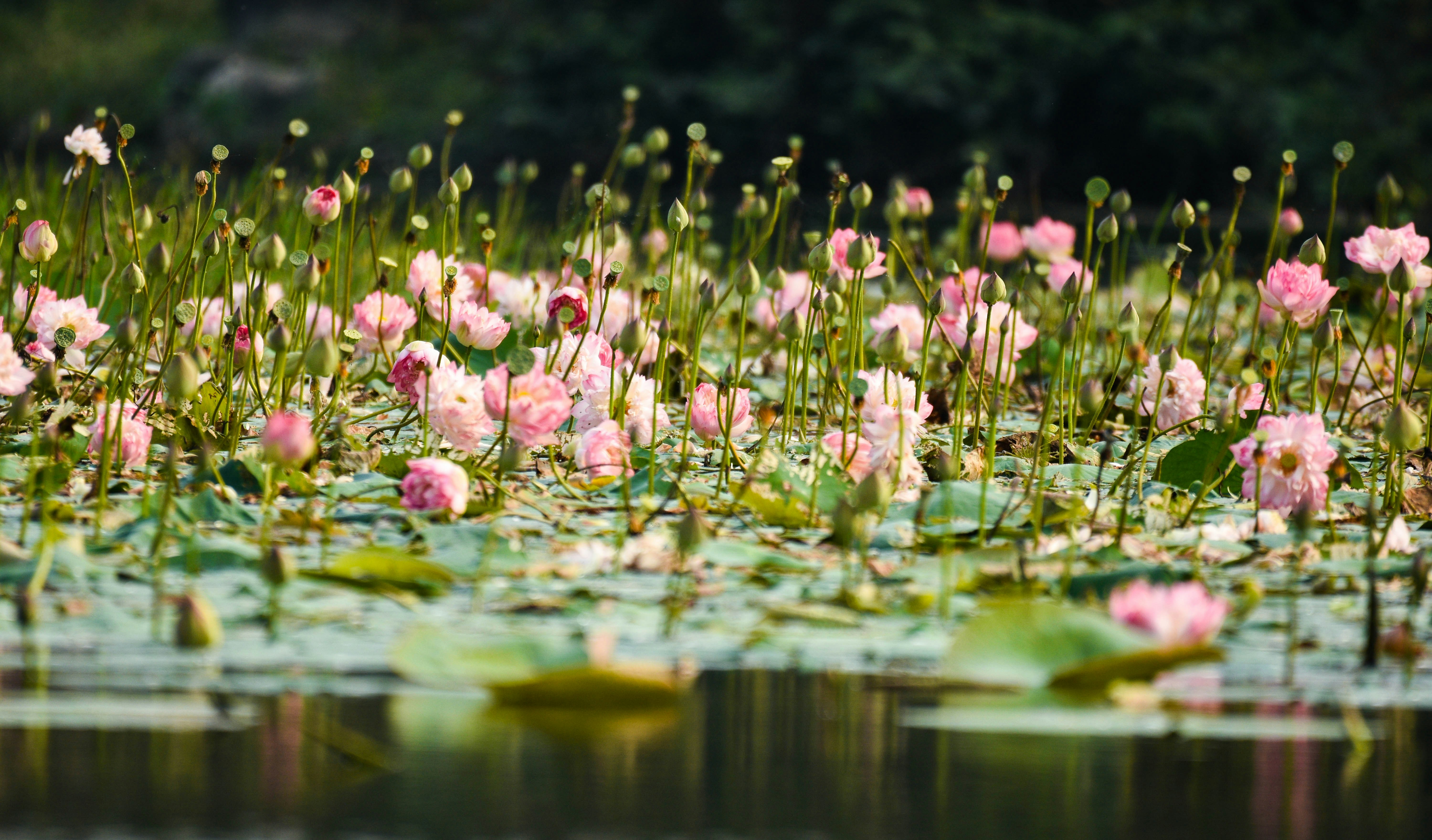 Vibrant pink lotus flowers rise above the water's surface, surrounded by lush green leaves in a tranquil aquatic setting.