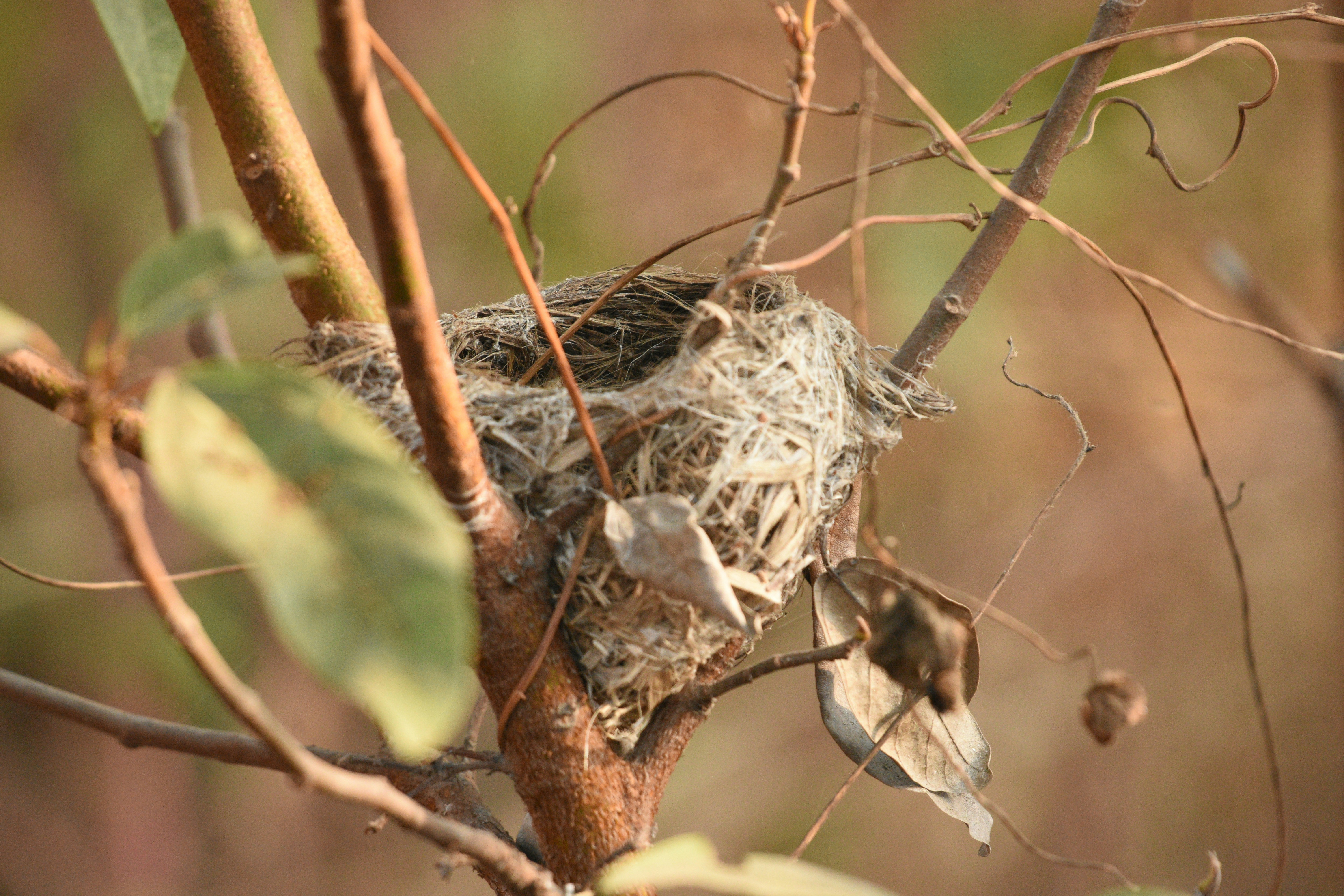 a bird is sitting in a nest on a tree branch