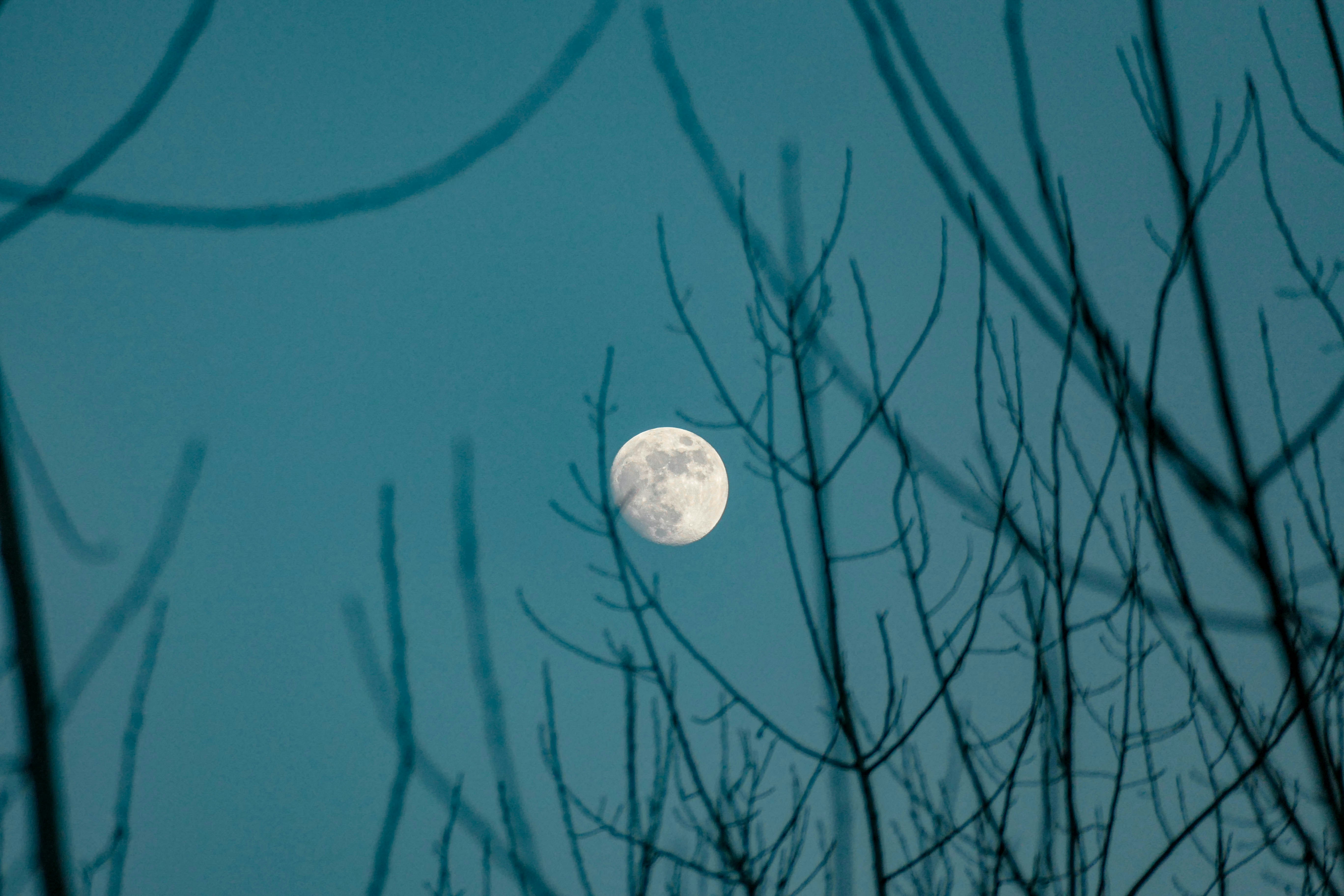 Full moon glowing softly amidst bare tree branches against a tranquil blue sky.