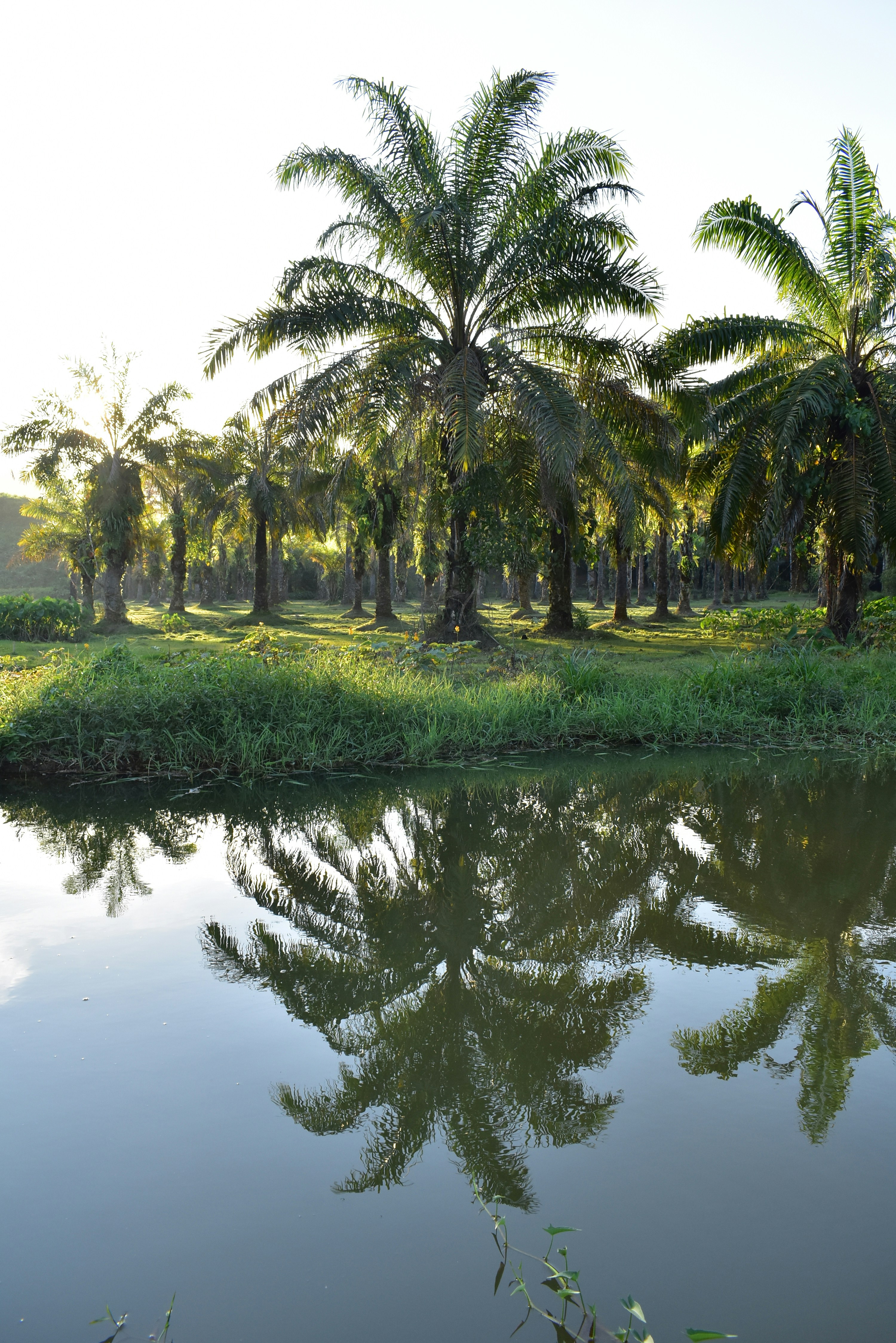 Palm trees mirrored in a tranquil pond, surrounded by lush greenery under a soft evening sky.