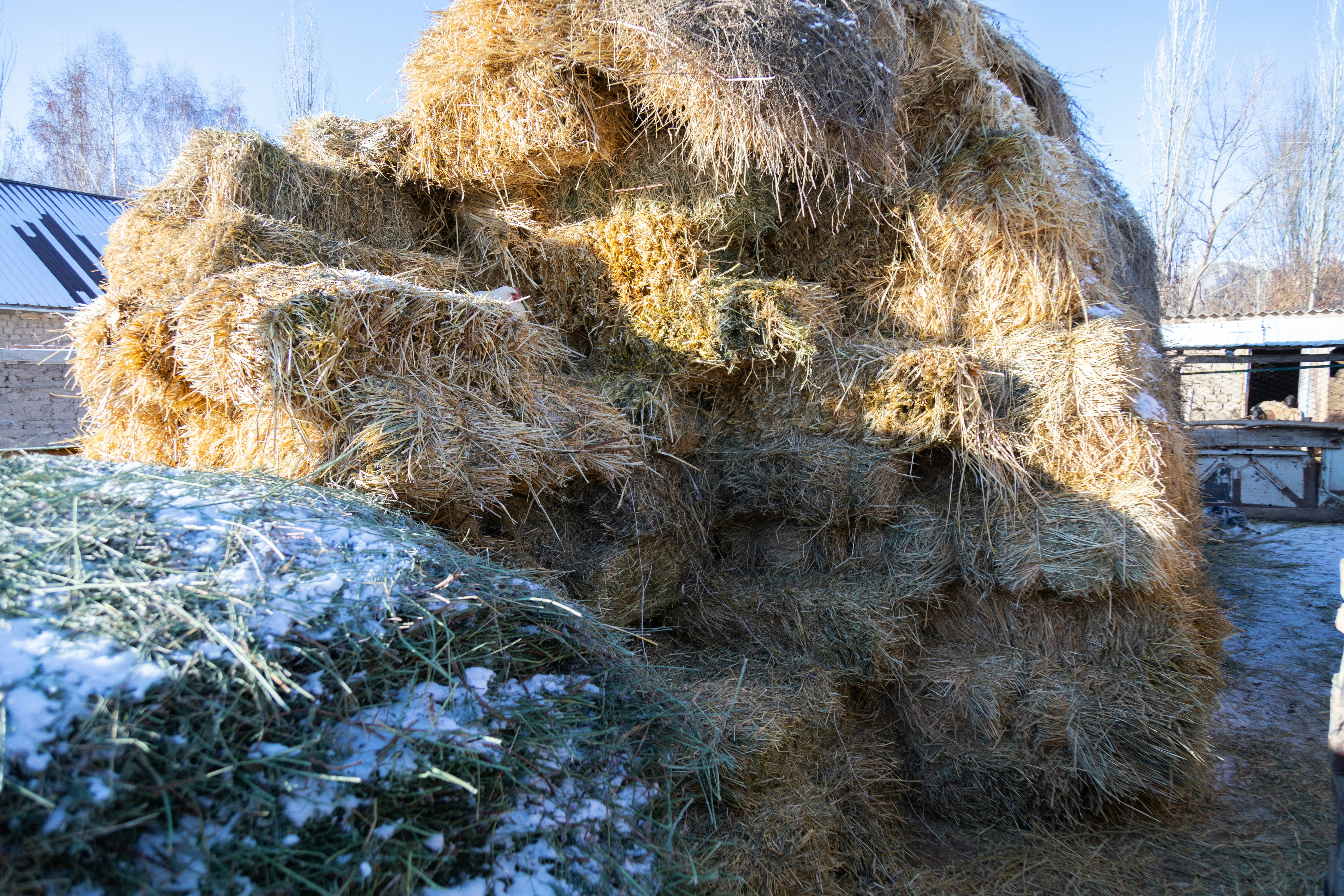 Sunlit Haystack in a Snow-Kissed Farmyard