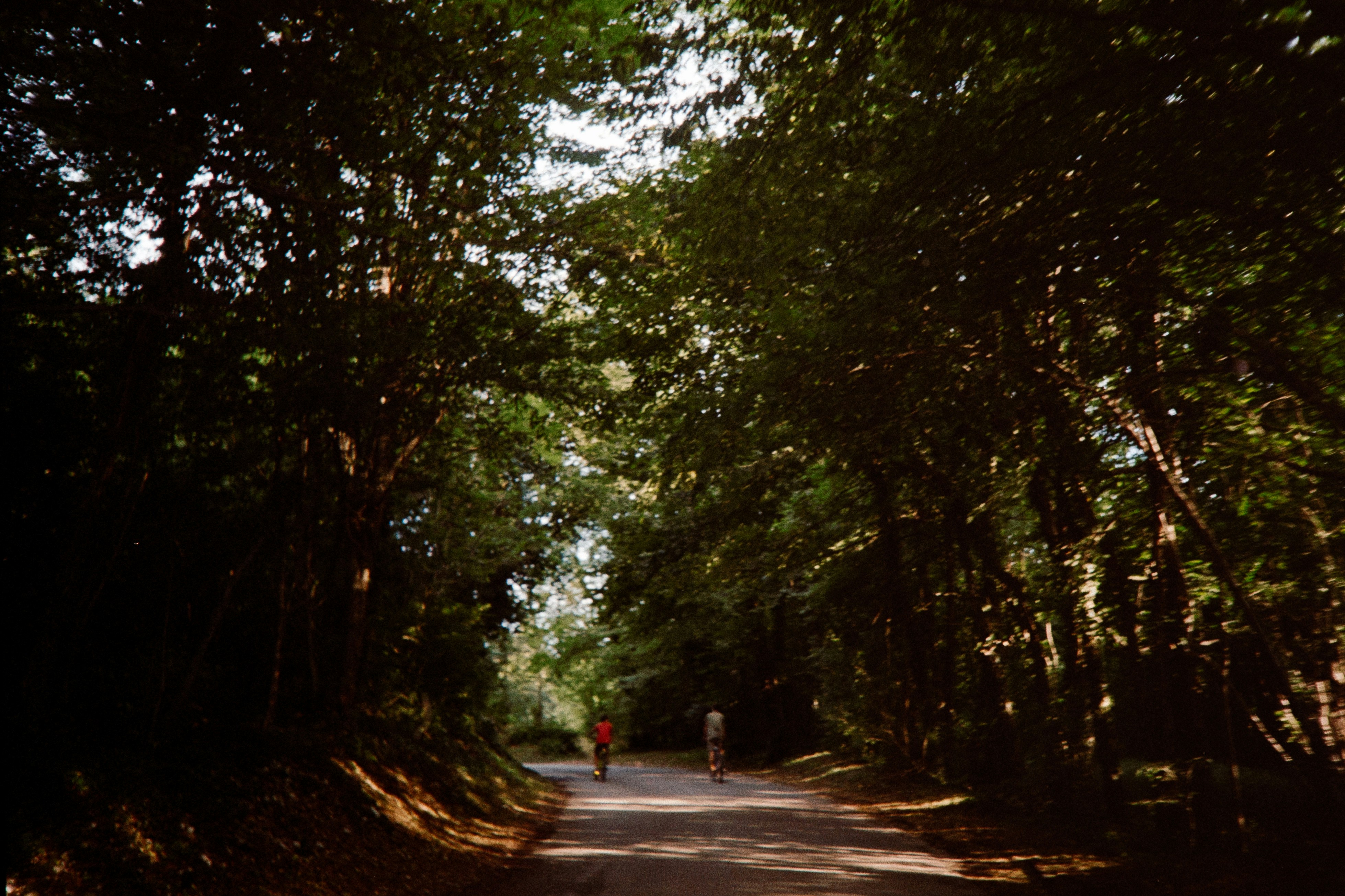 A person riding a bike down a tree lined road photo – Free Marsure ...
