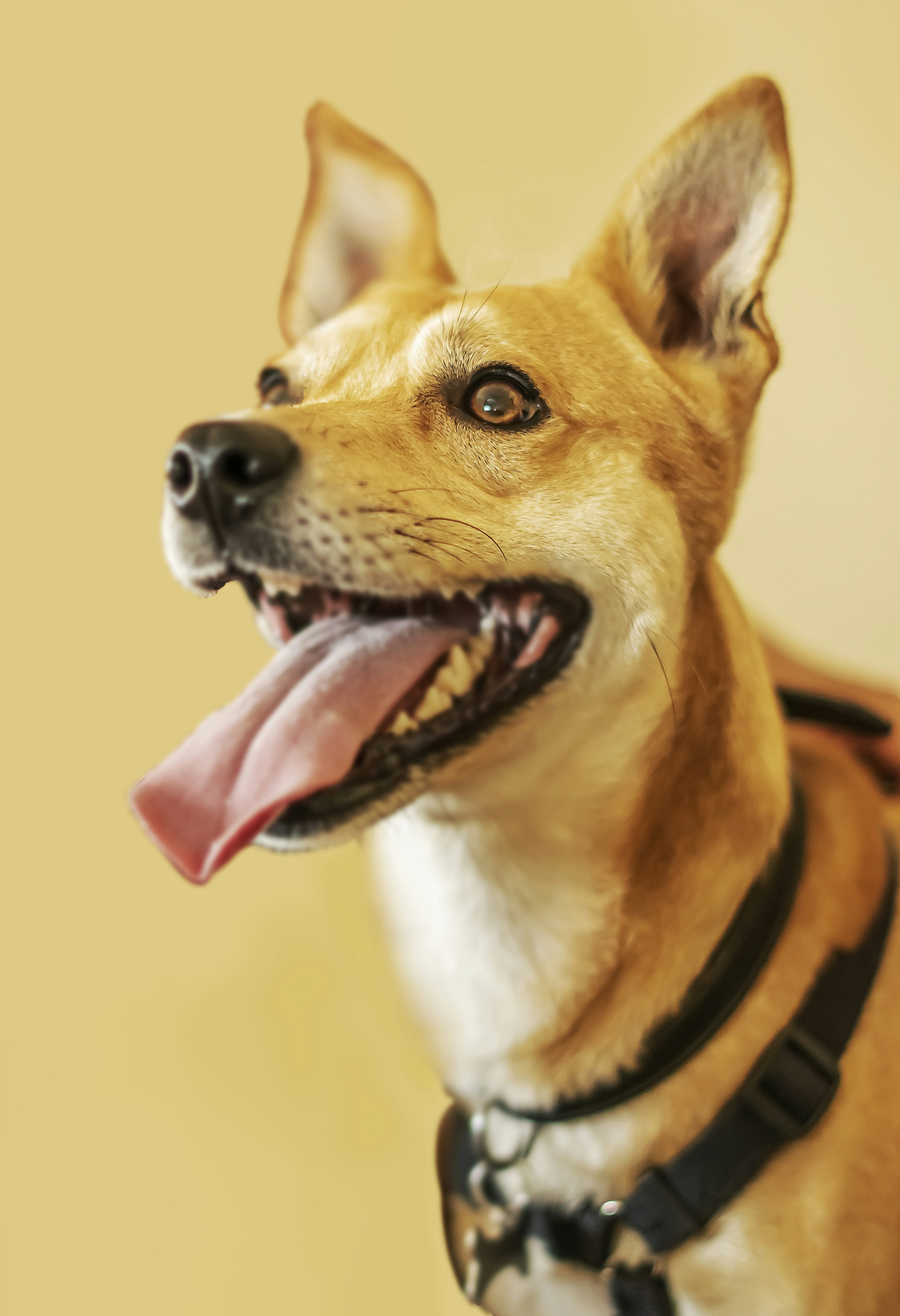 Joyful Gaze: A Portrait of a Golden-Hued Pup with a Lively Tongue