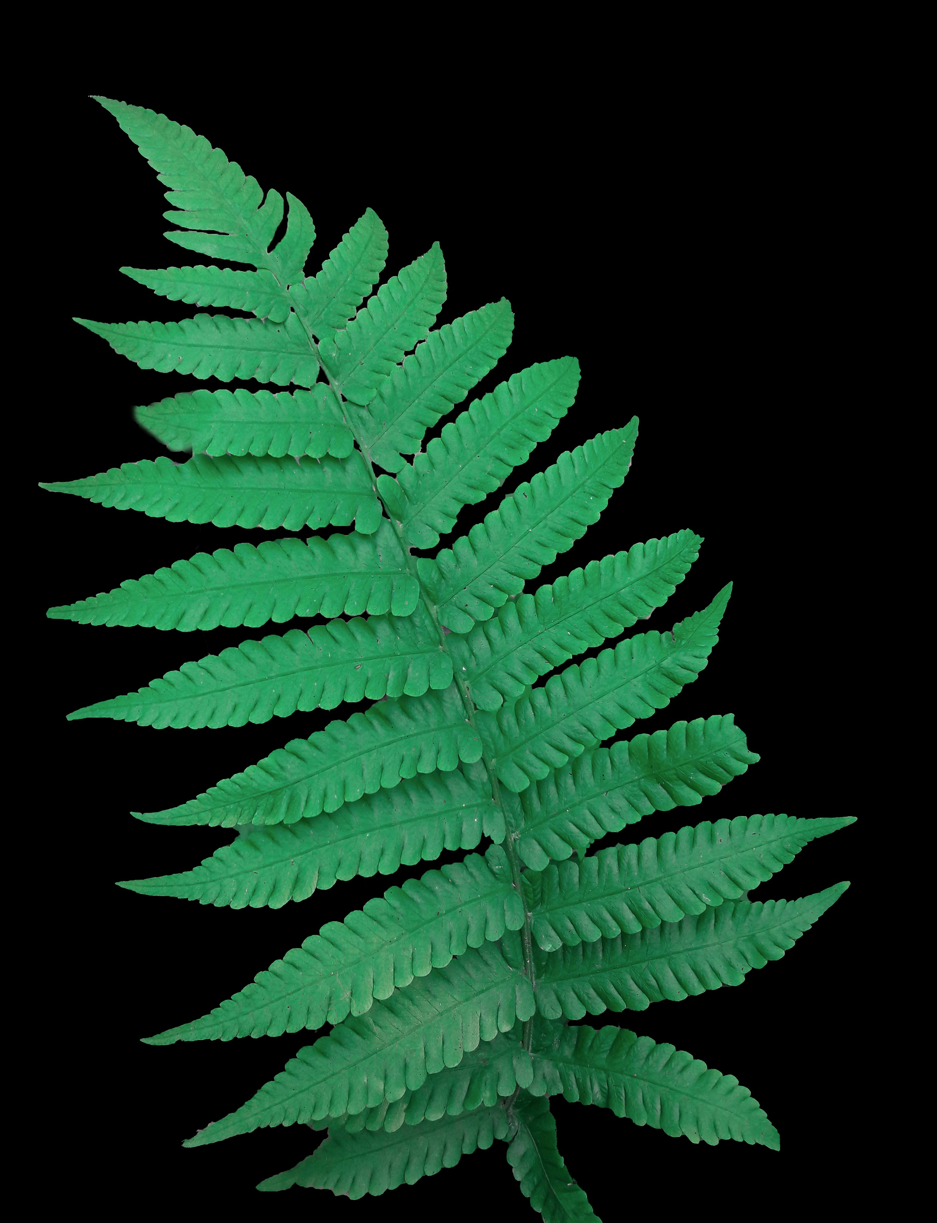 Macro photograph of a fern frond with vivid emerald leaflets against a deep black background.