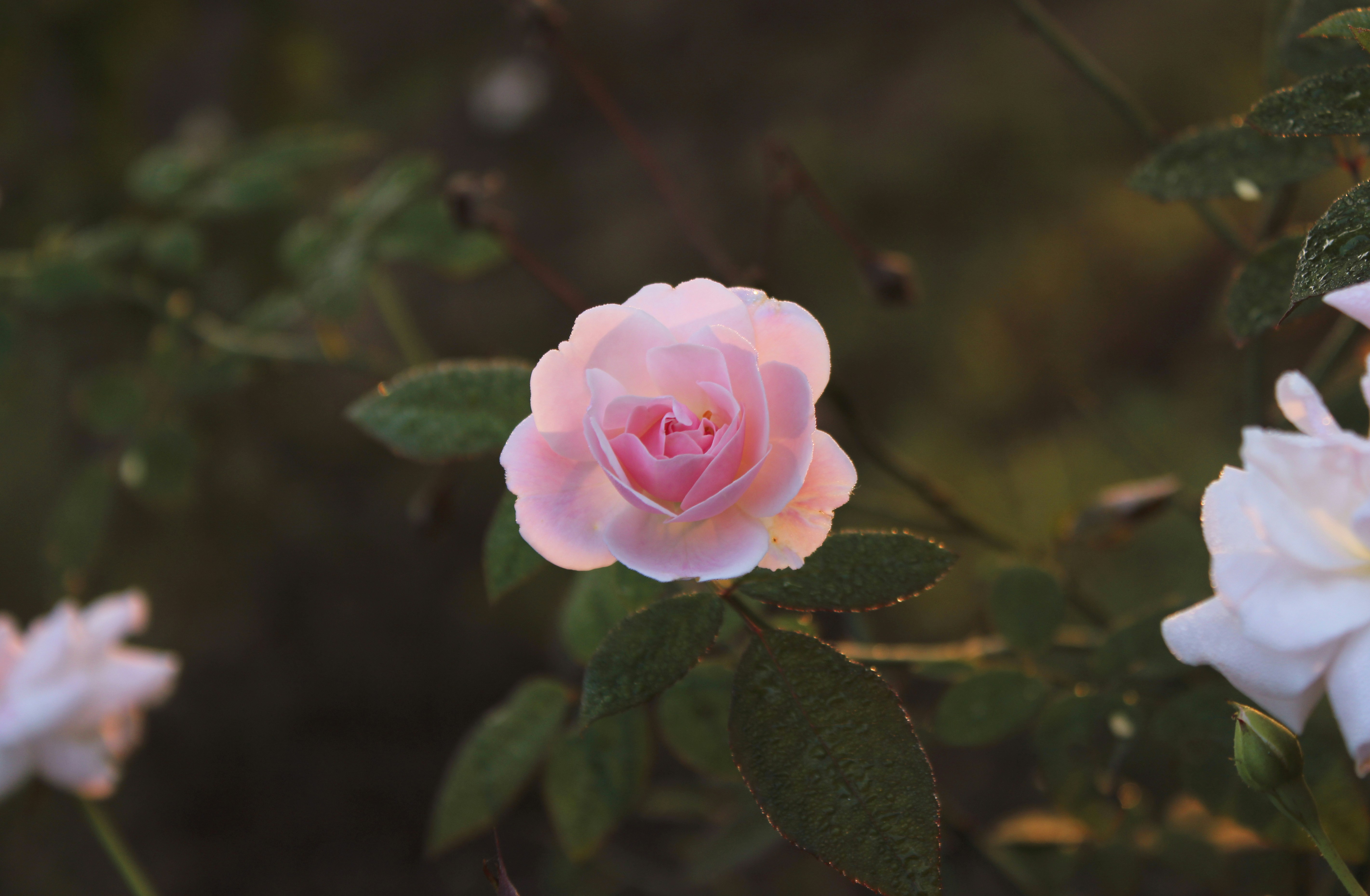 A pink rose is blooming in a garden photo – Free Flowers Image on Unsplash