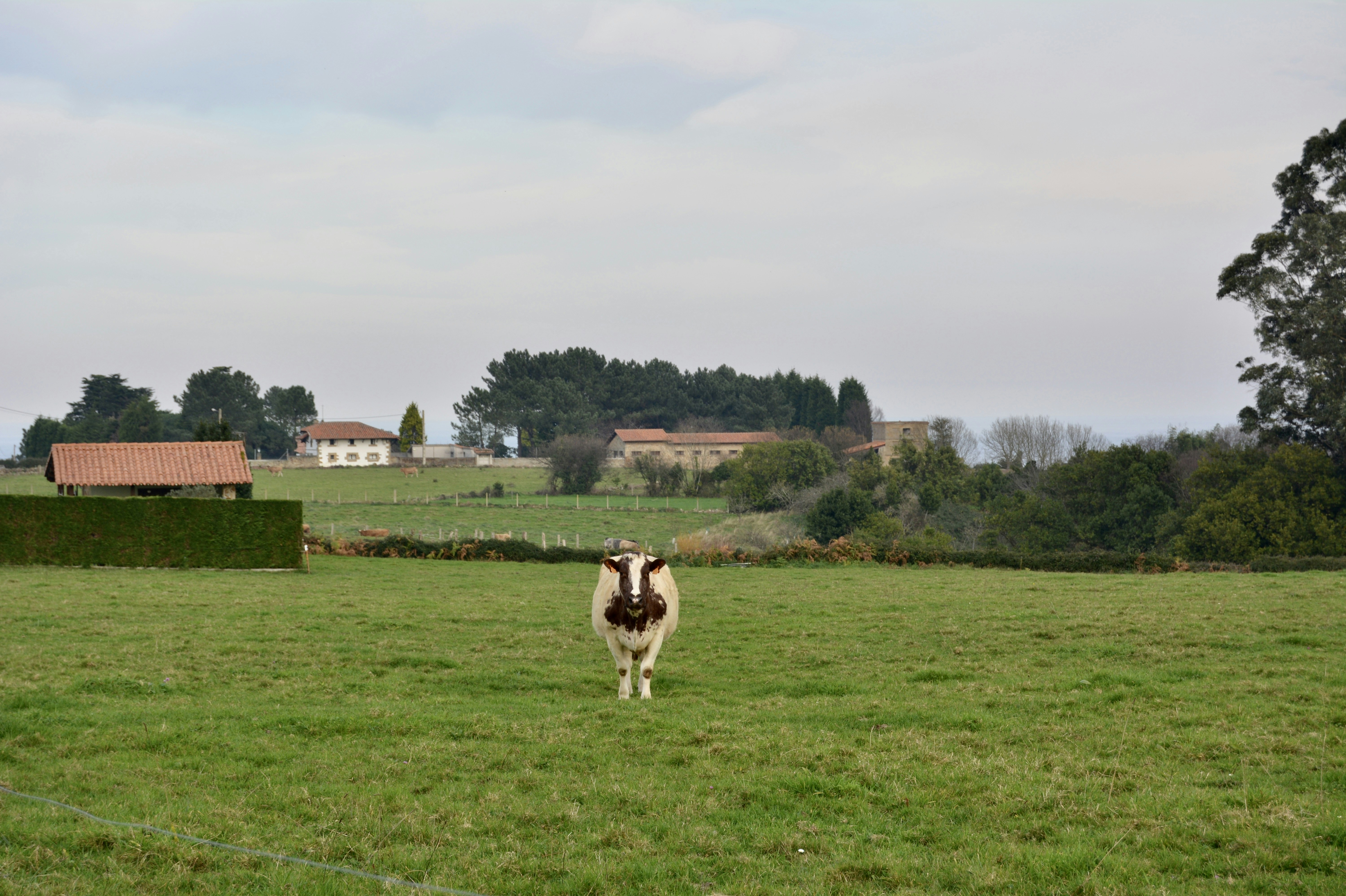 Hereford on the Horizon: a solitary cow anchors a tranquil pasture