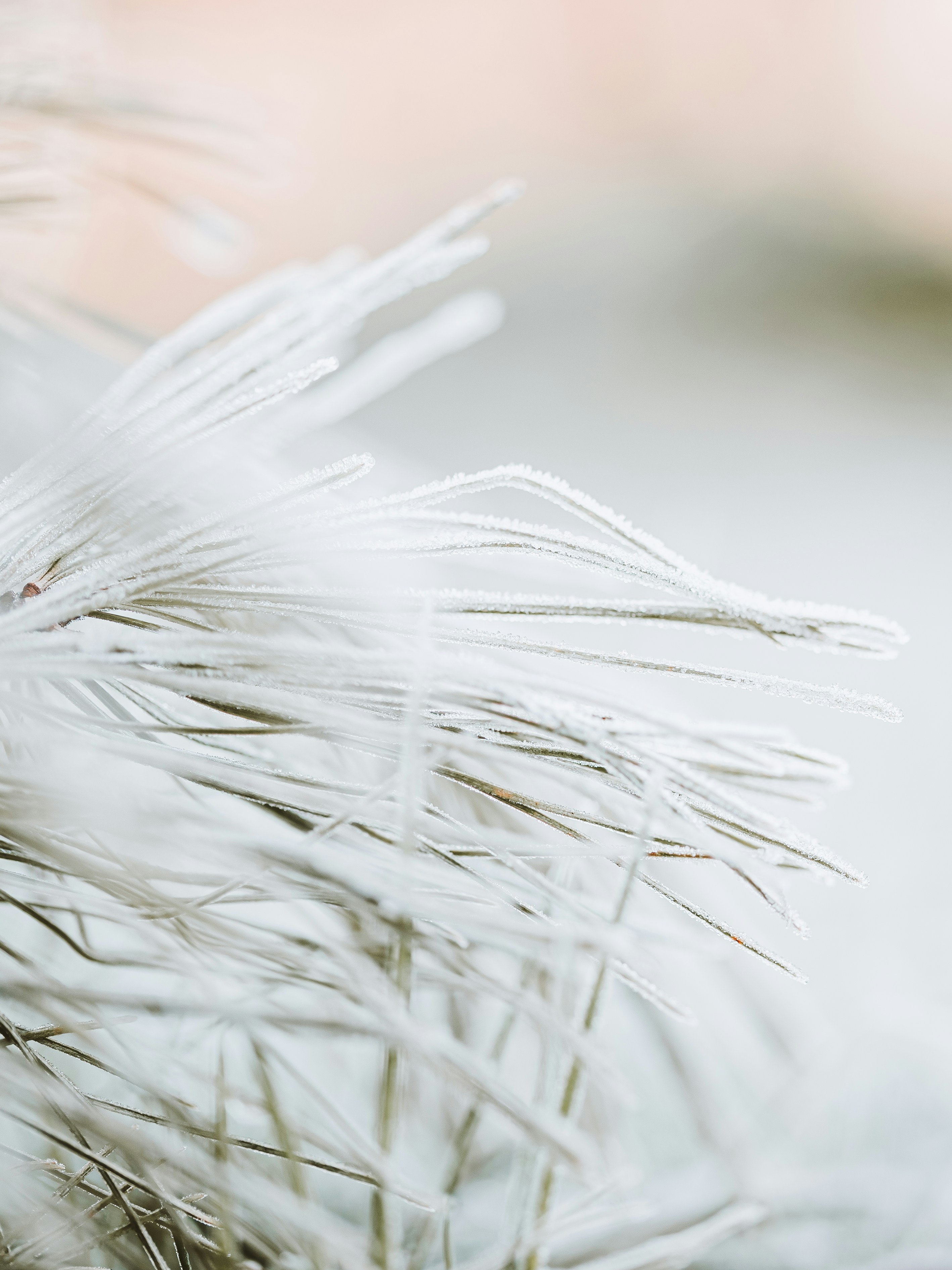 White Feather Iphone Wallpaper