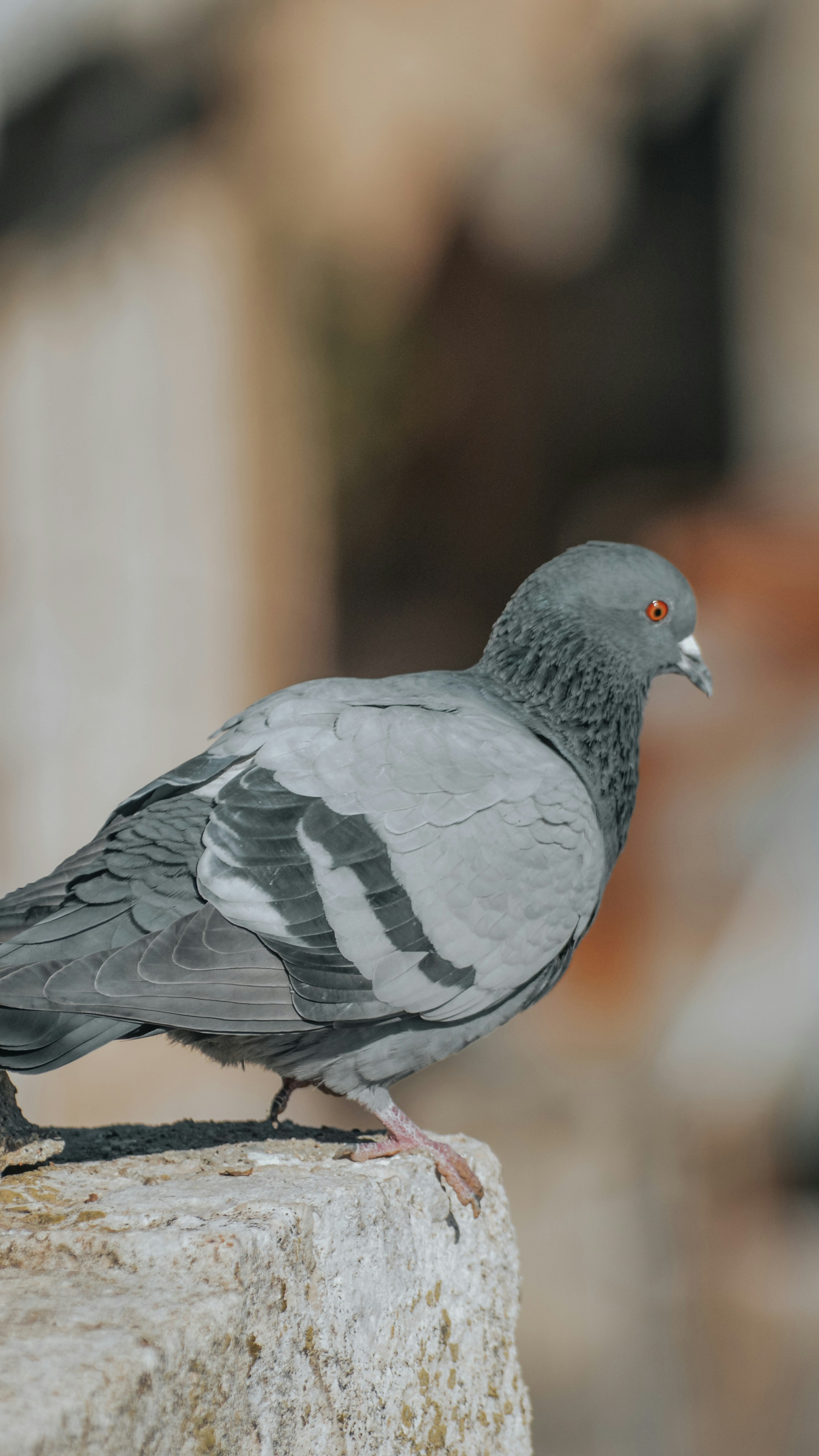 Una paloma sentada en la cima de una roca foto – Imagen de Pájaro ...