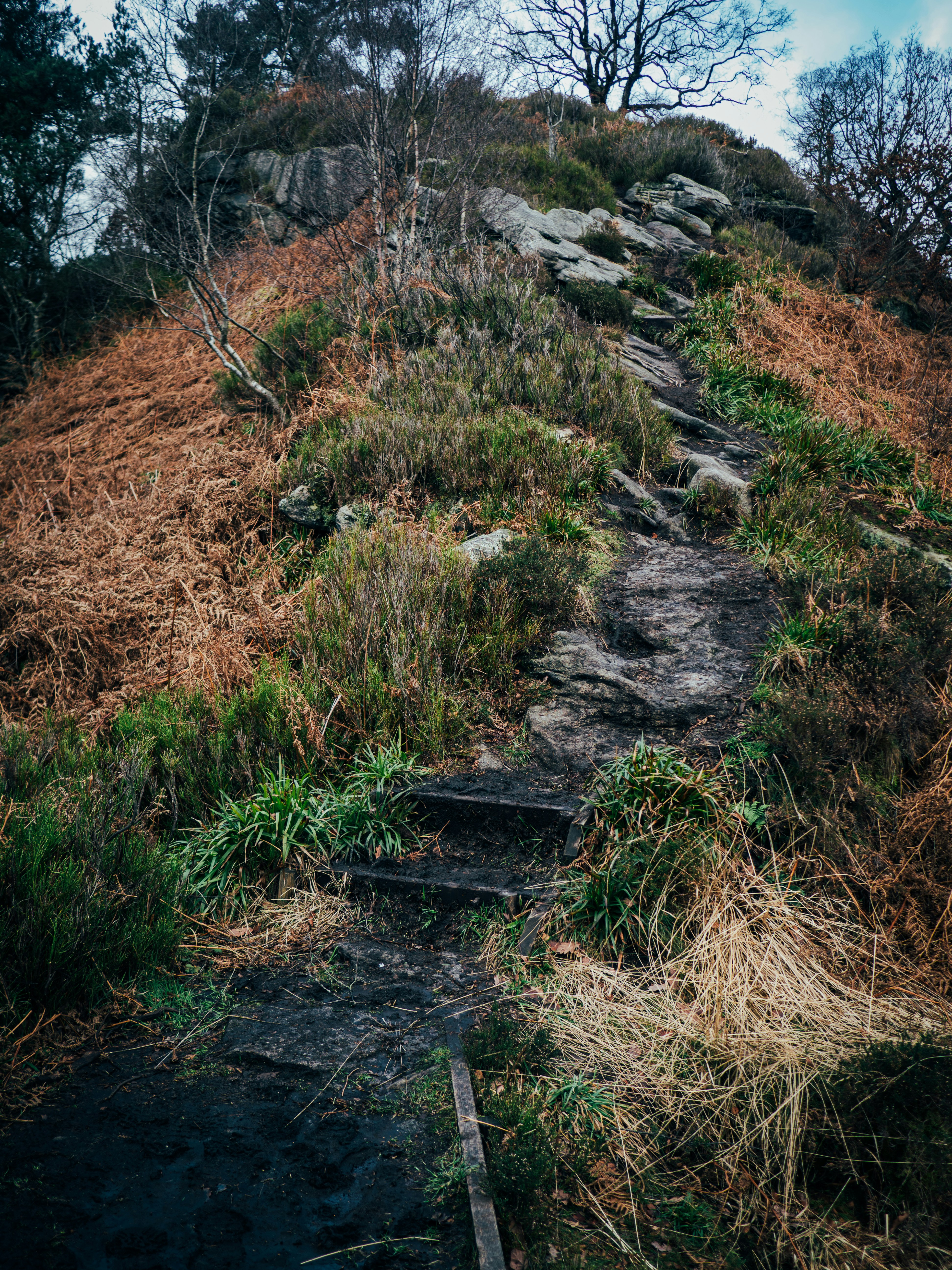 The Ascent Through Nature's Palette