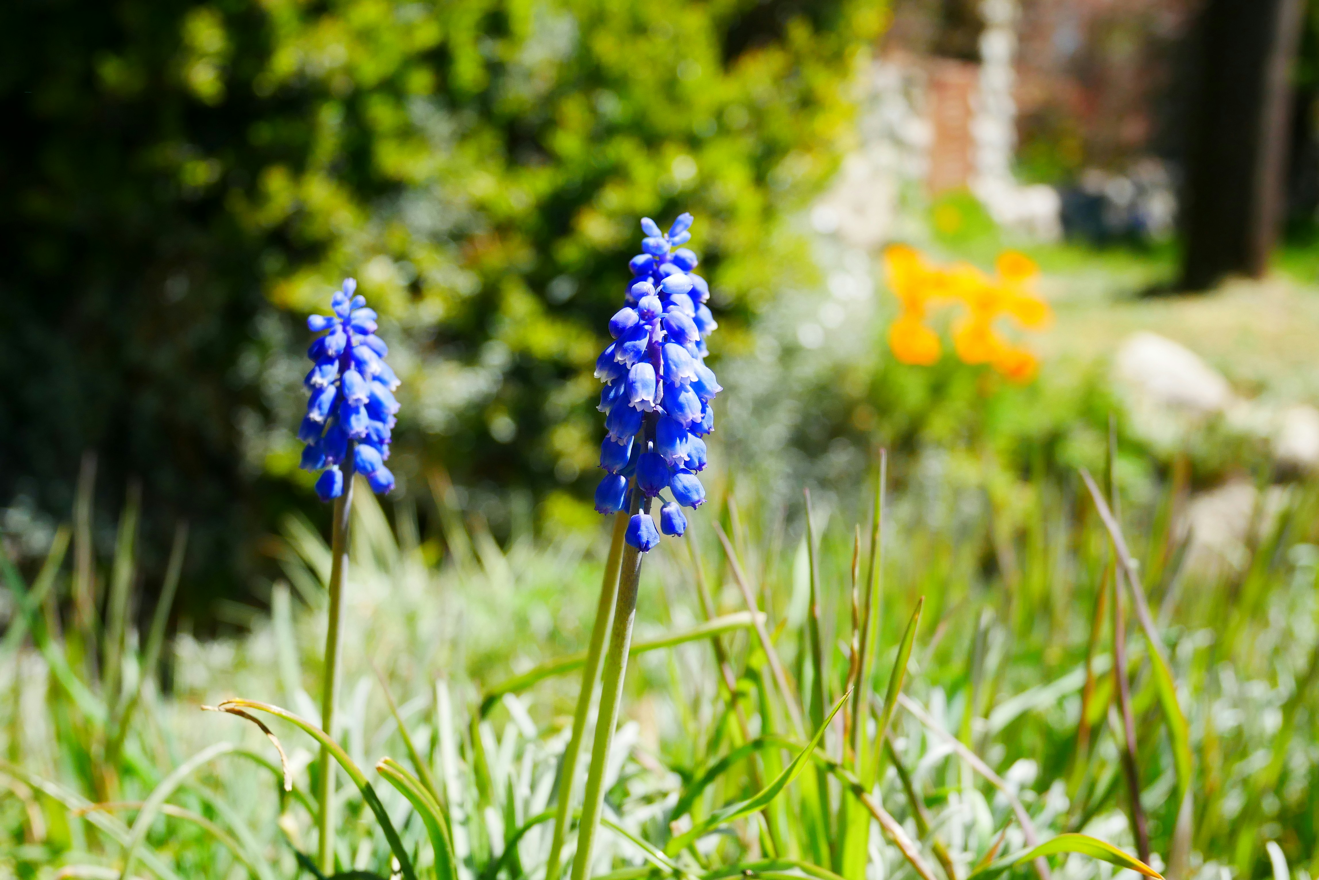 Azure Bells in a Sunlit Garden: A Quiet Moment