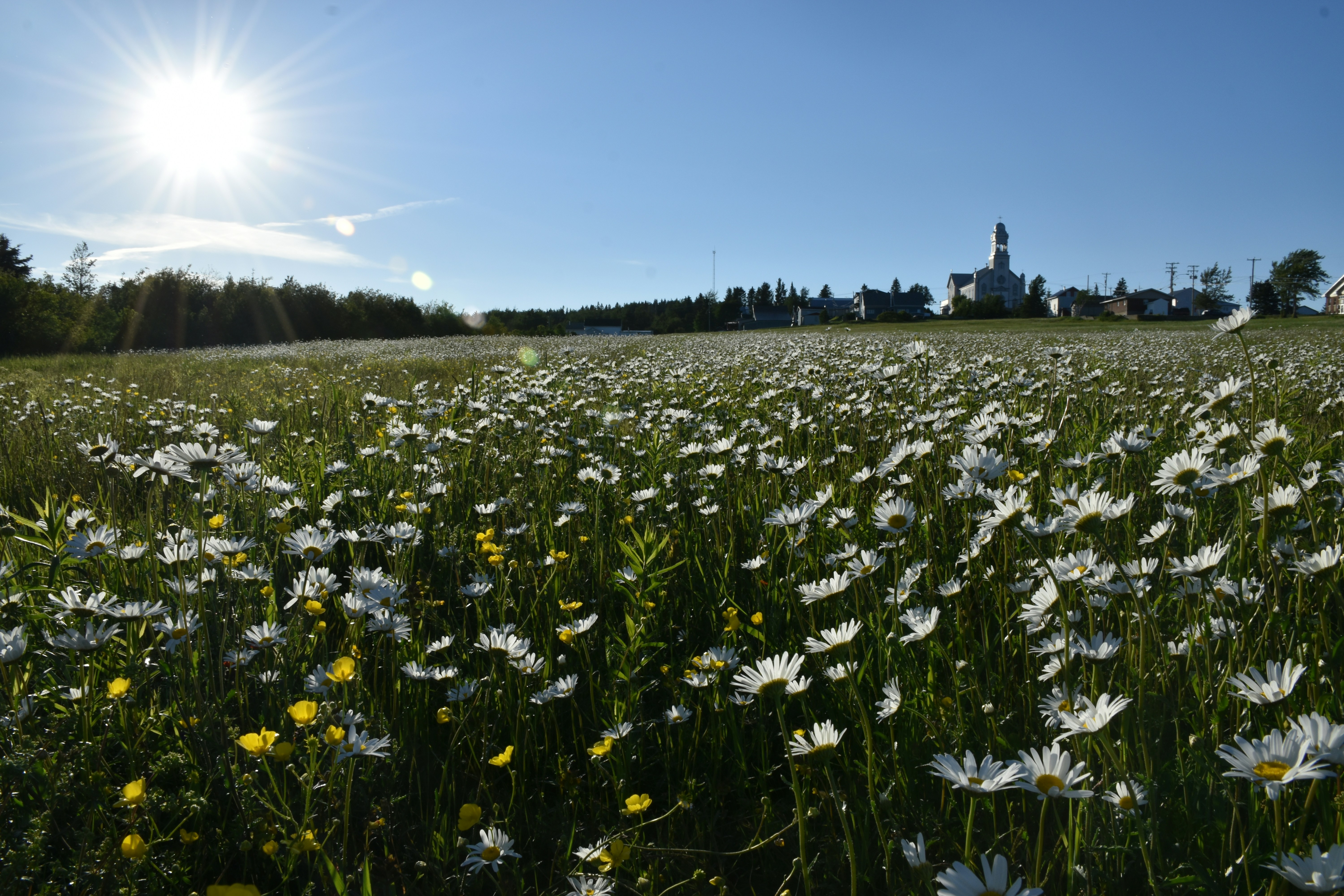 Field of daisies under a bright spring sun with a distant town silhouette