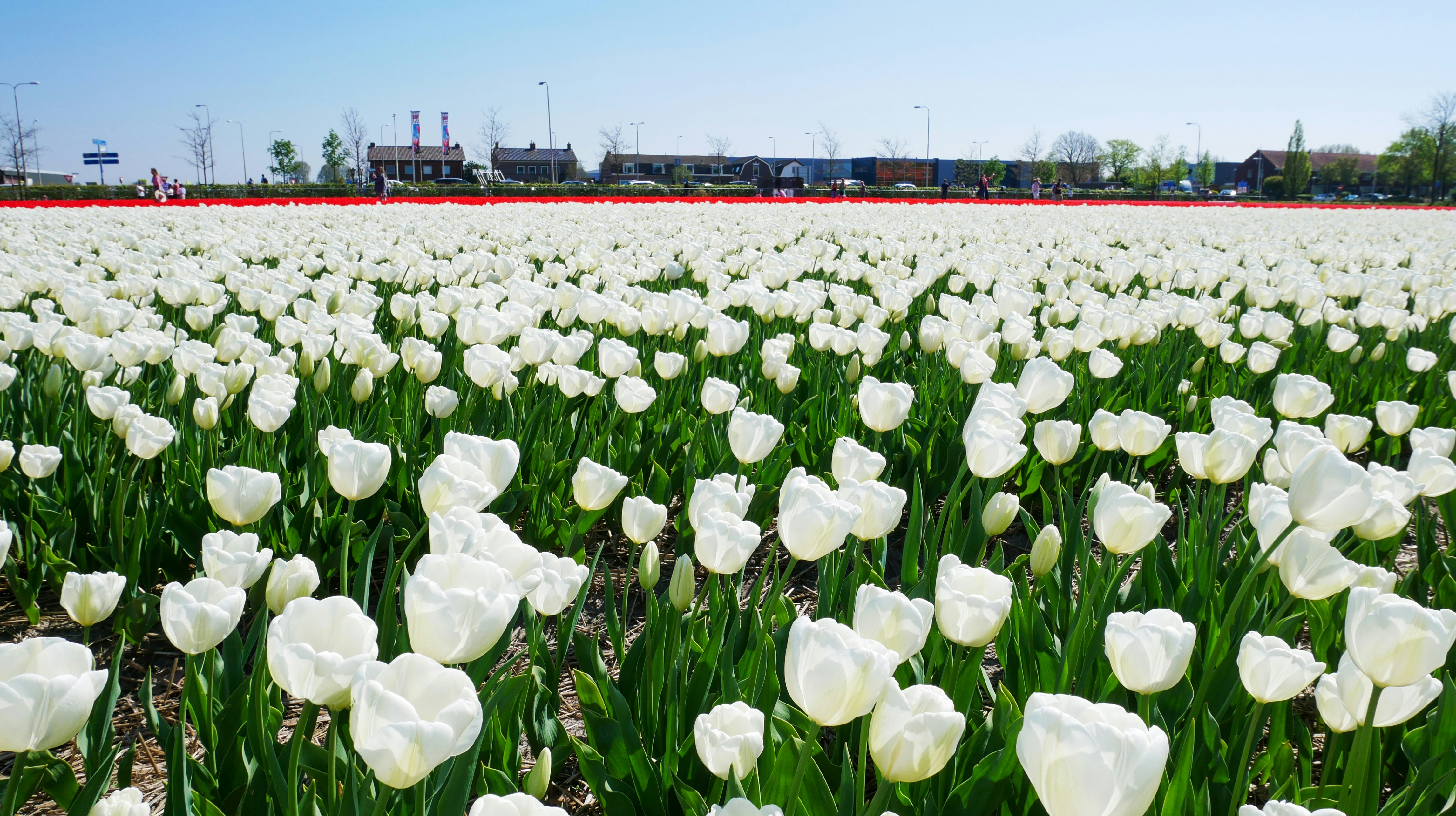 Expansive field of white tulips under a clear blue sky in Lisse, Netherlands.