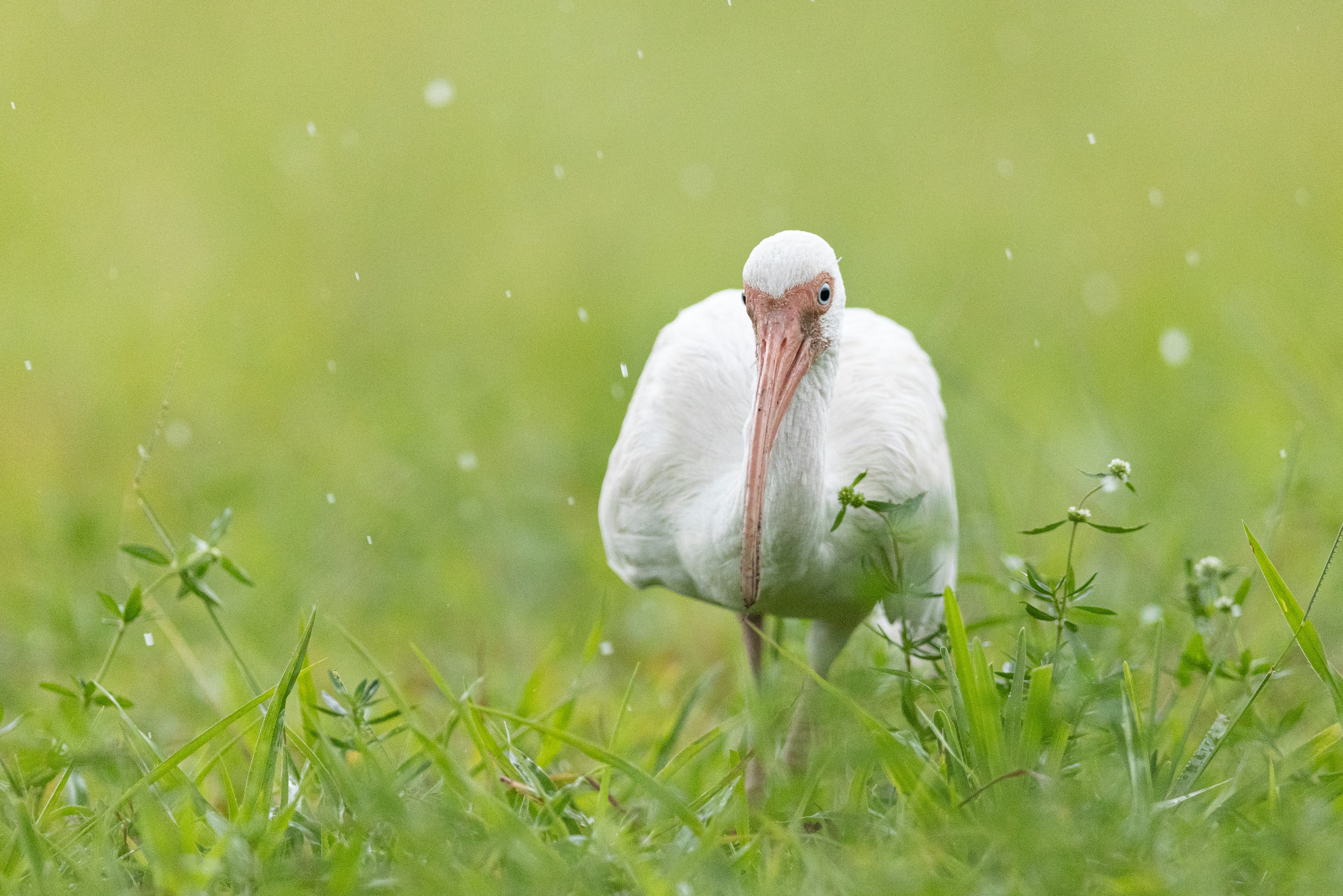 A white ibis foraging through lush green grass, showcasing its long beak and attentive posture amidst a gentle rain.